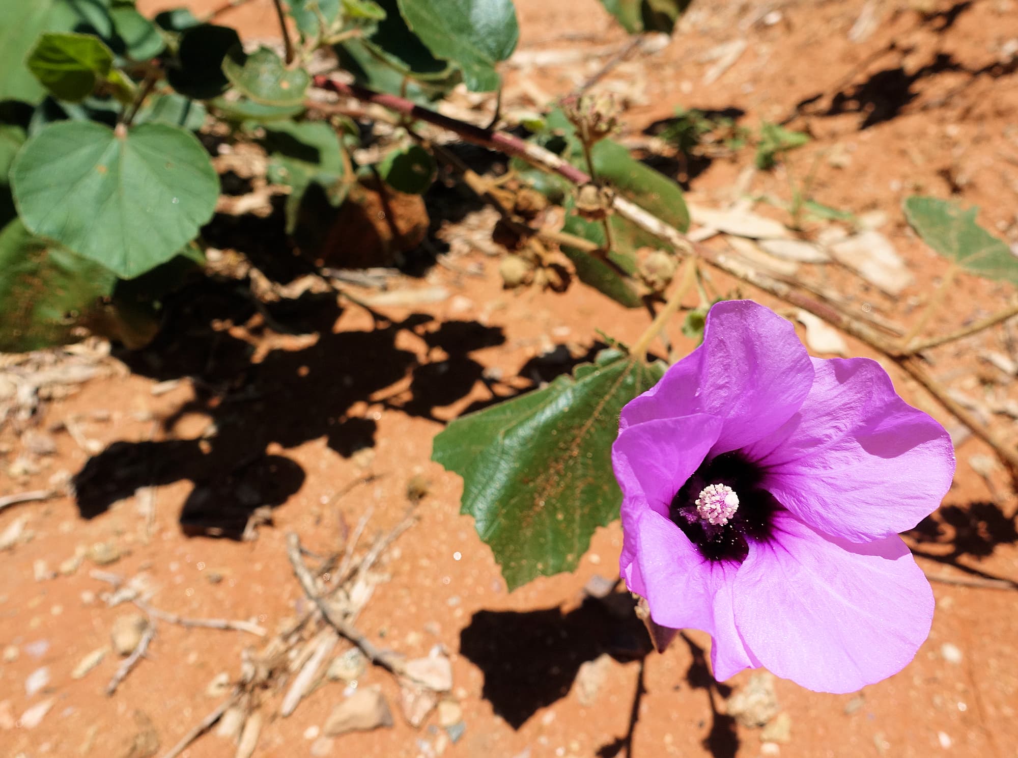 Bush Hibiscus – Ausemade