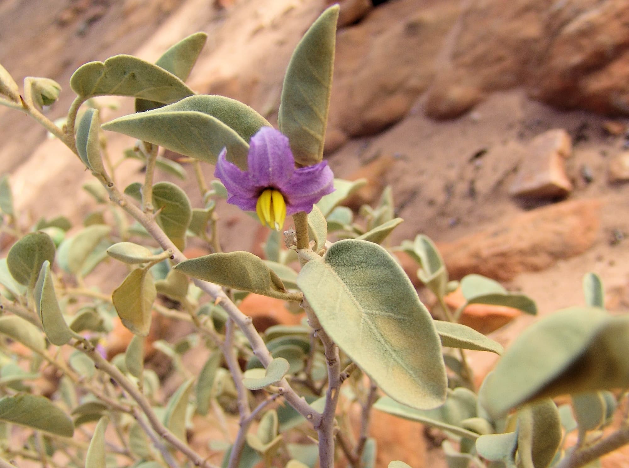 Bush Tomato – Ausemade