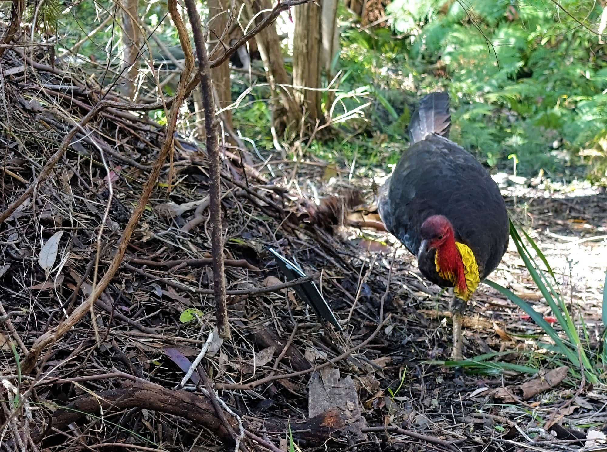 Australian Bush Turkey – Ausemade