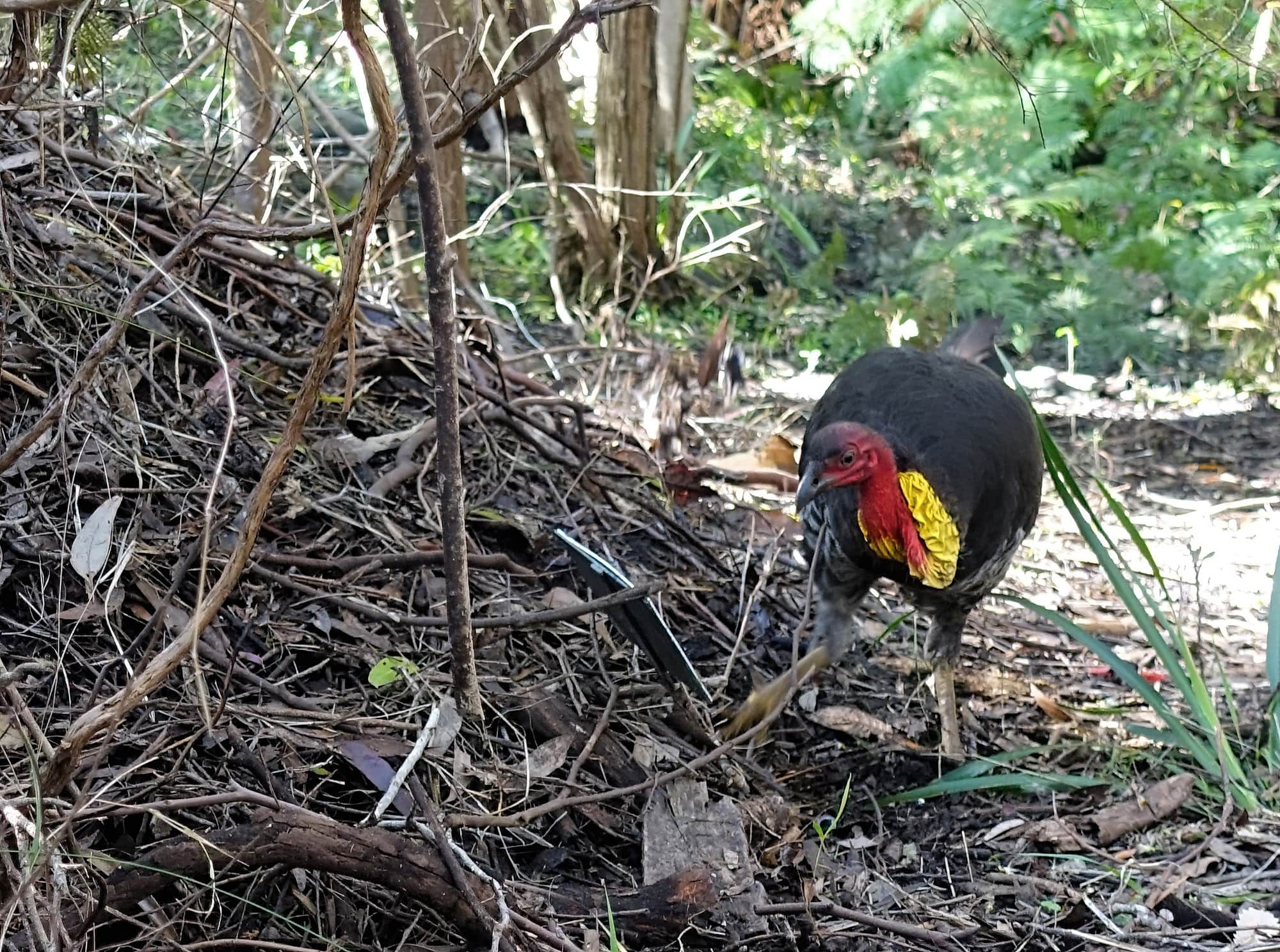 Australian Bush Turkey – Ausemade