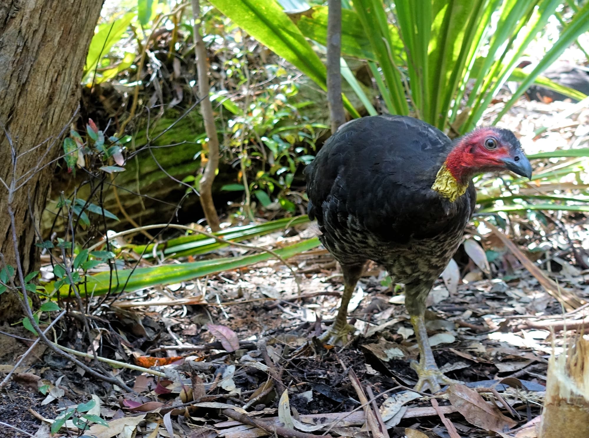 Australian Bush Turkey – Ausemade