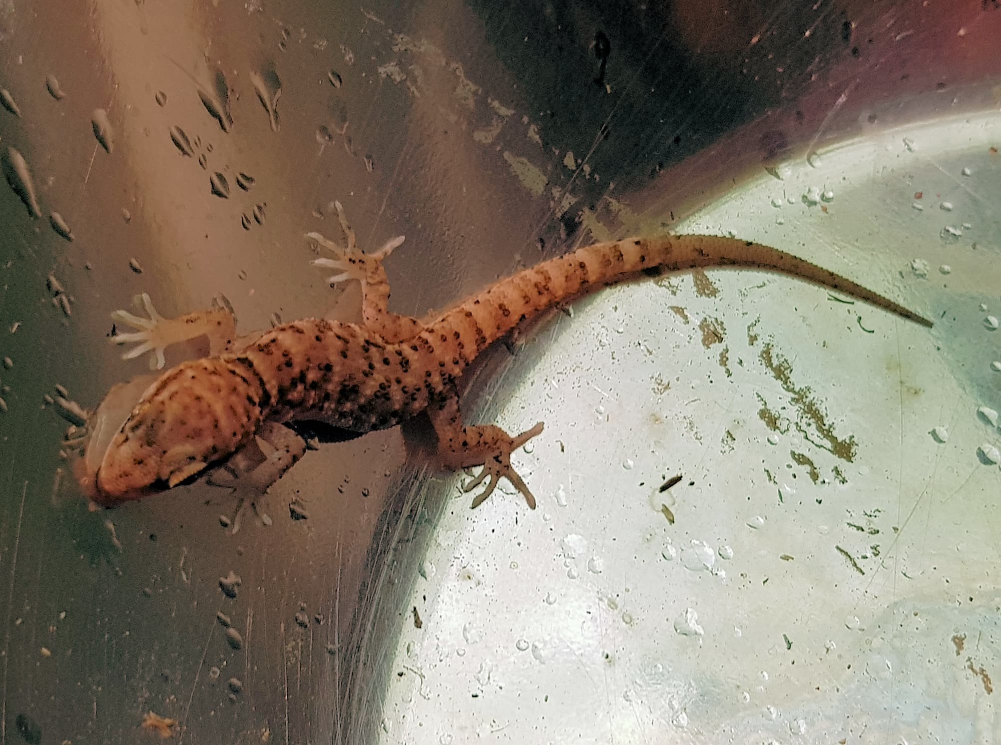 Bynoe’s Gecko – Ausemade