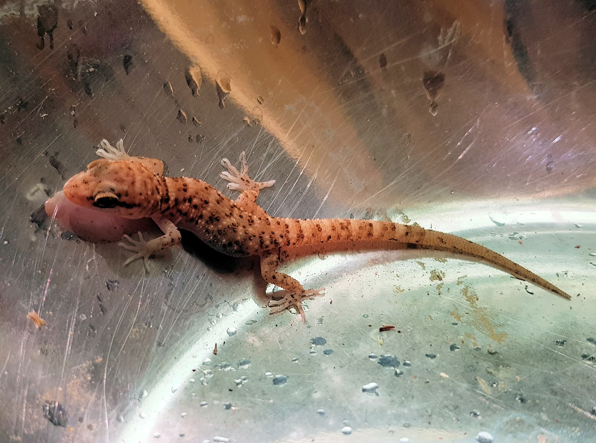 Bynoe’s Gecko – Ausemade