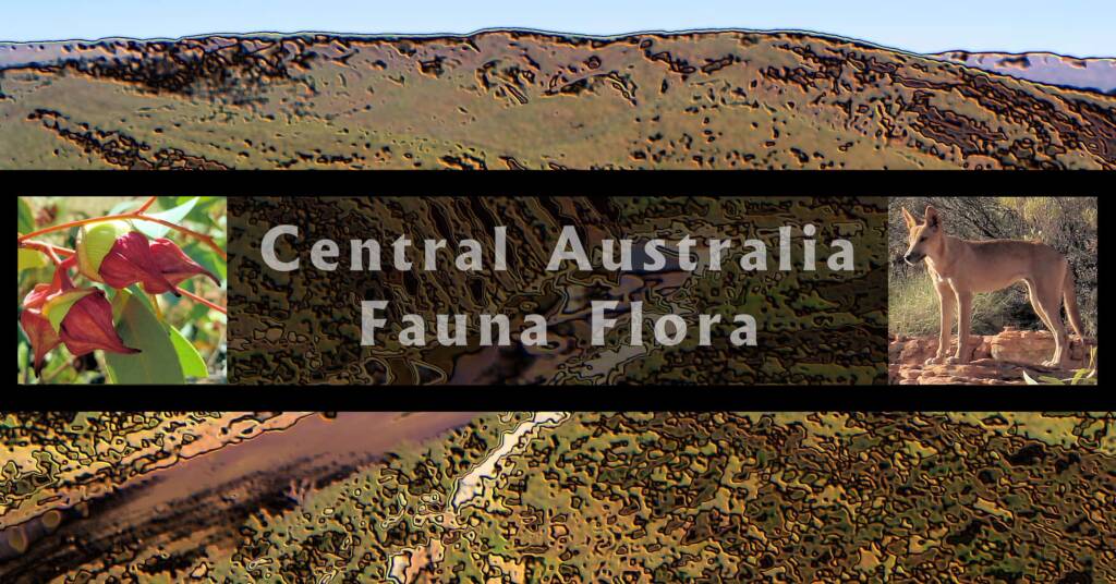 Central Australia Fauna & Flora – Ausemade