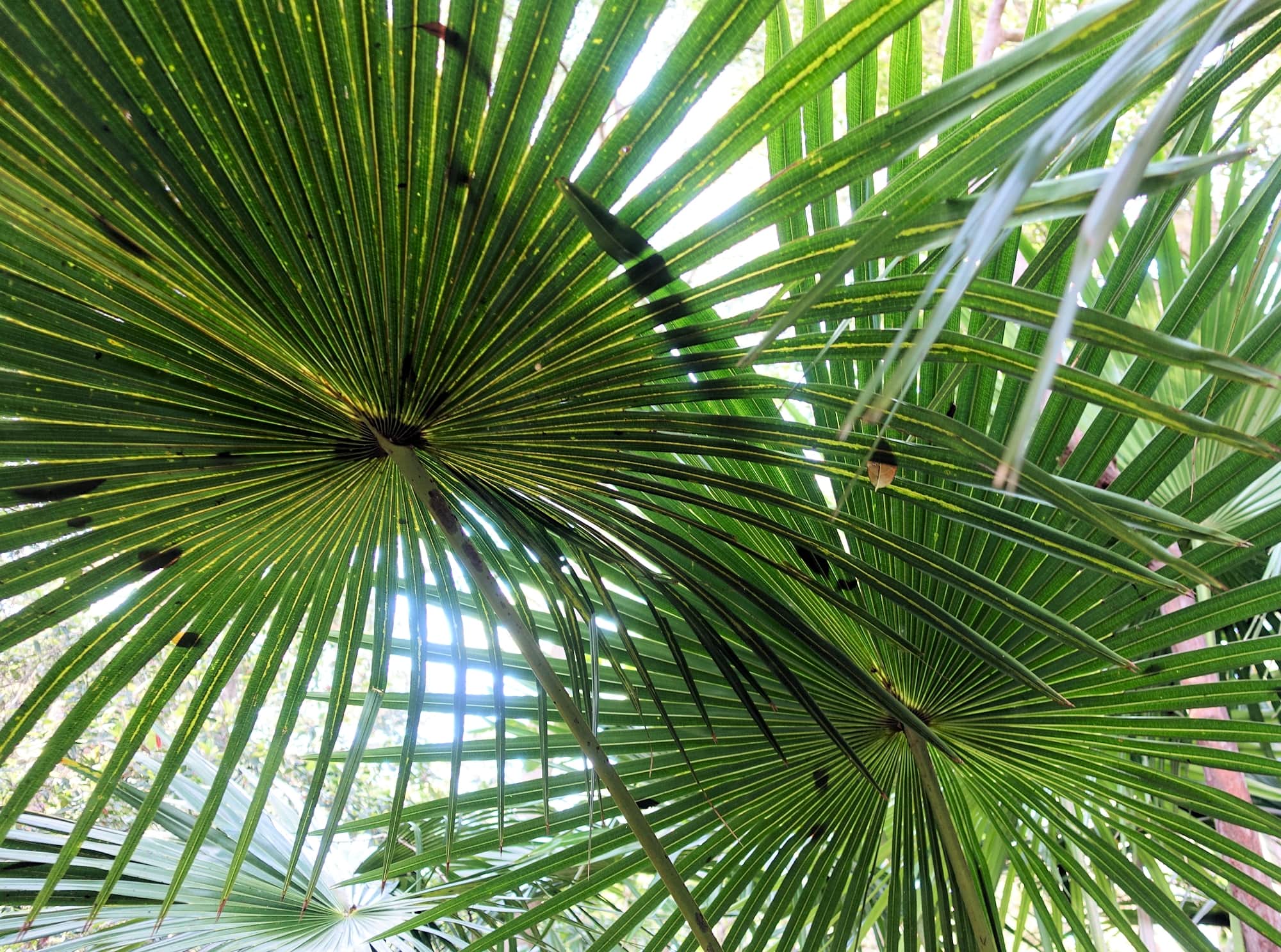 Cabbage Tree Palm – Ausemade