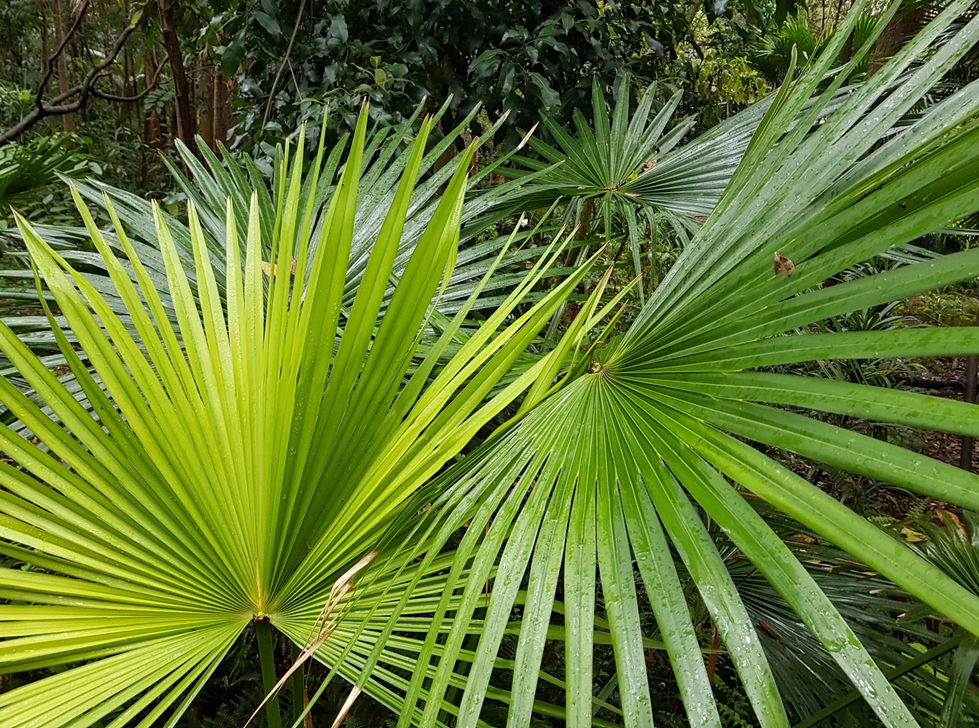 Cabbage Tree Palm – Ausemade