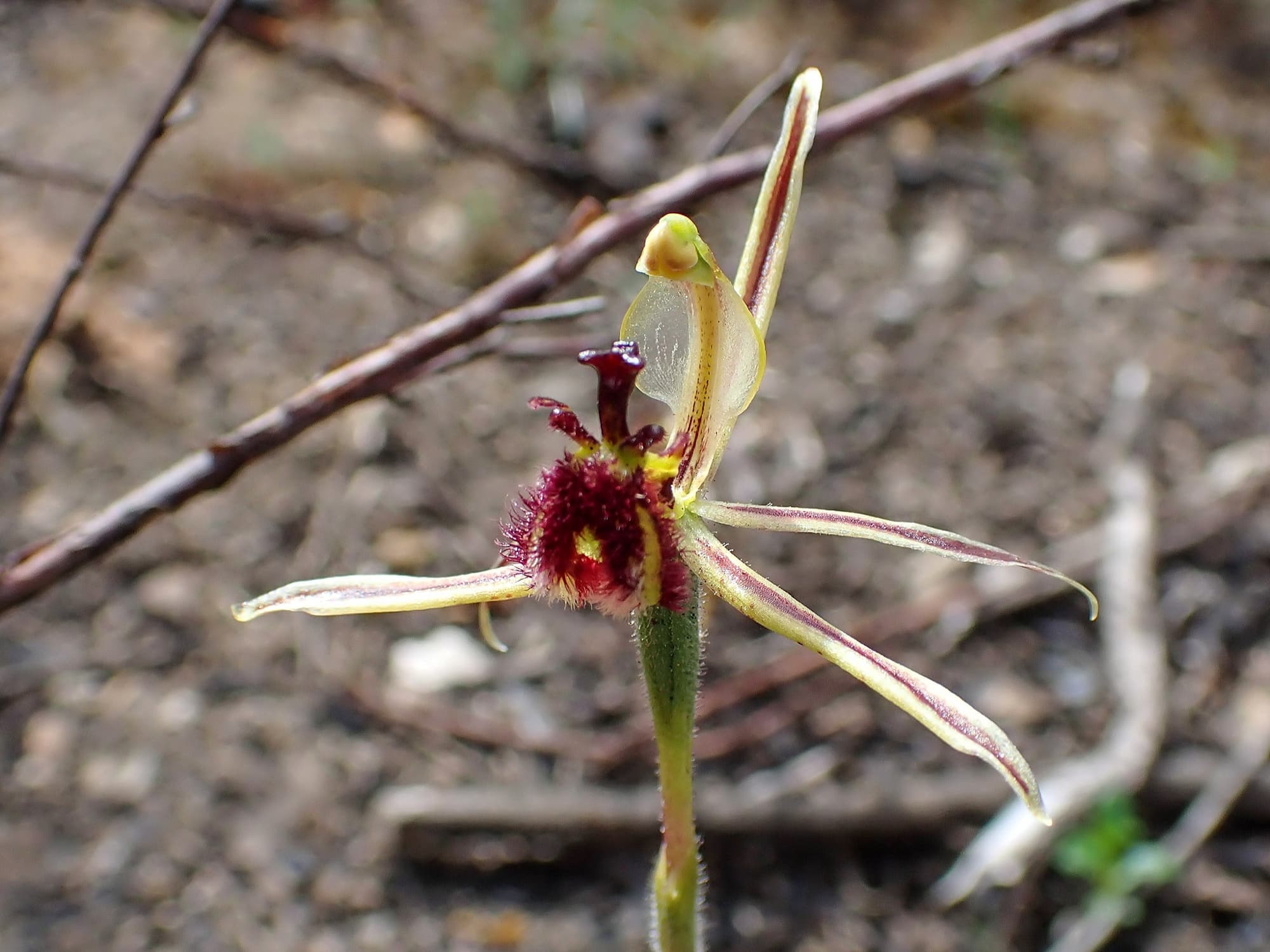 Caladenia barbarossa (Dragon Orchid) – Ausemade