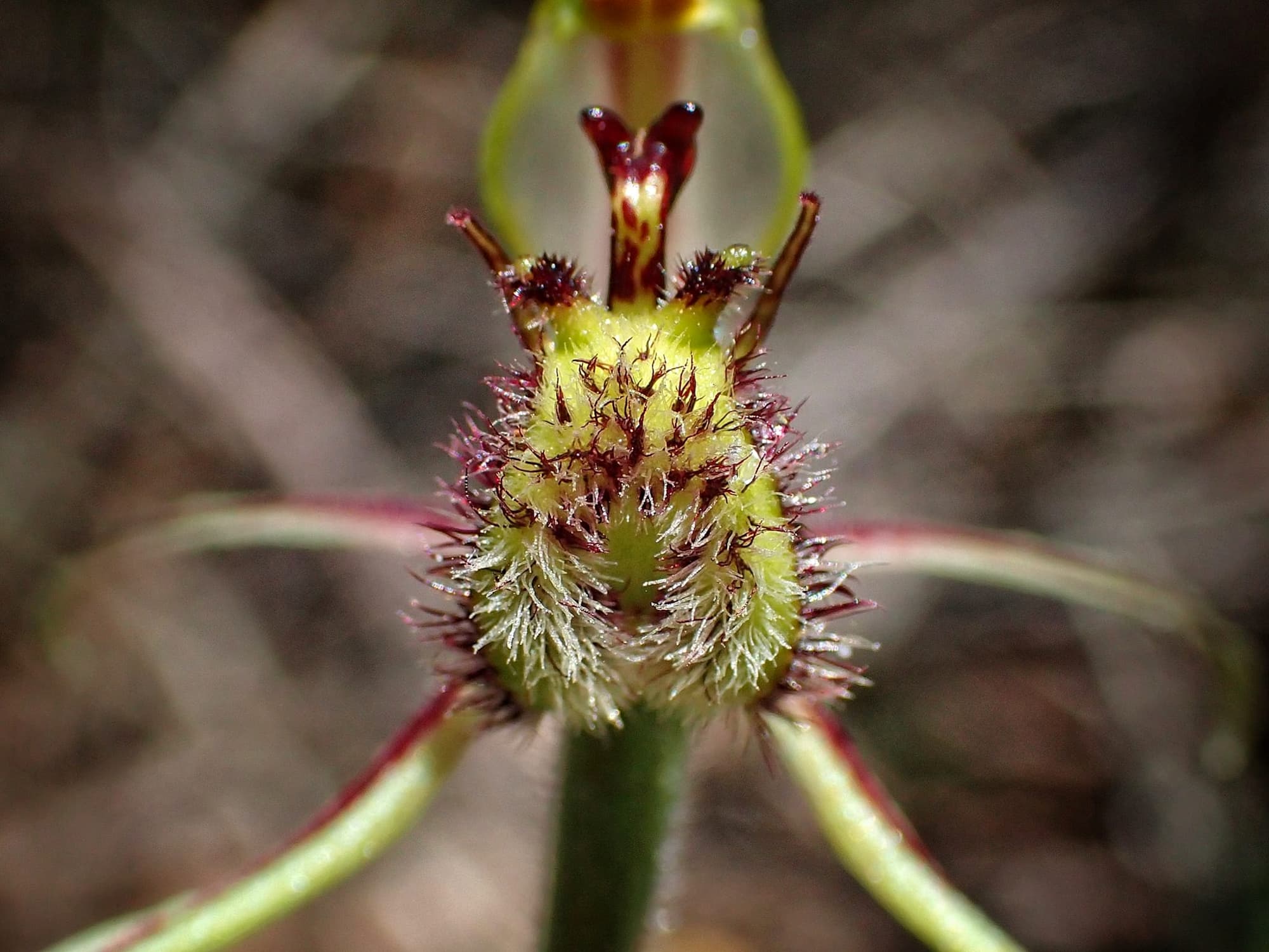 Caladenia barbarossa (Dragon Orchid) – Ausemade