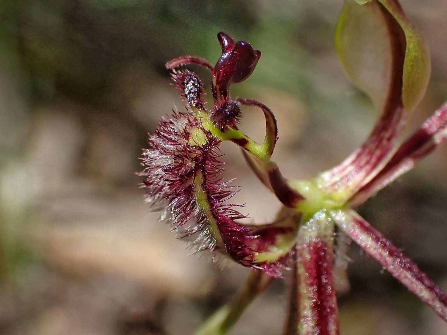 Stirling Range National Park Native Orchids – Ausemade