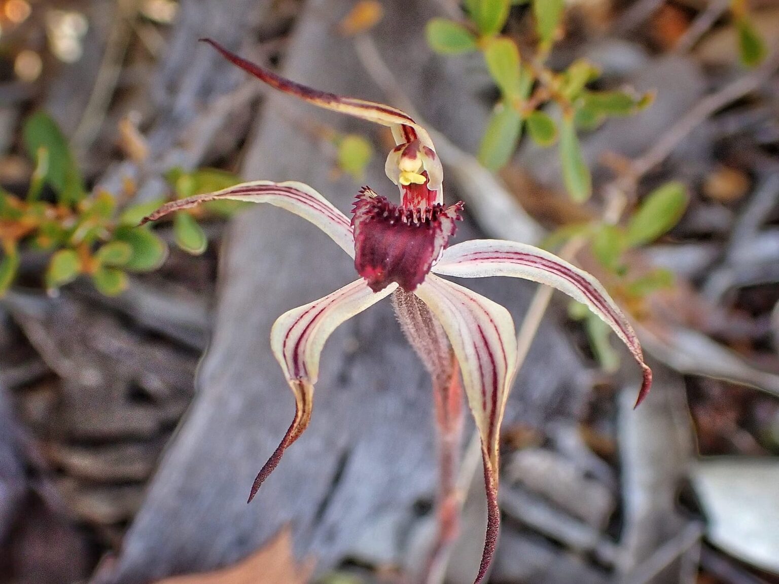 Western Australia Flora – Ausemade