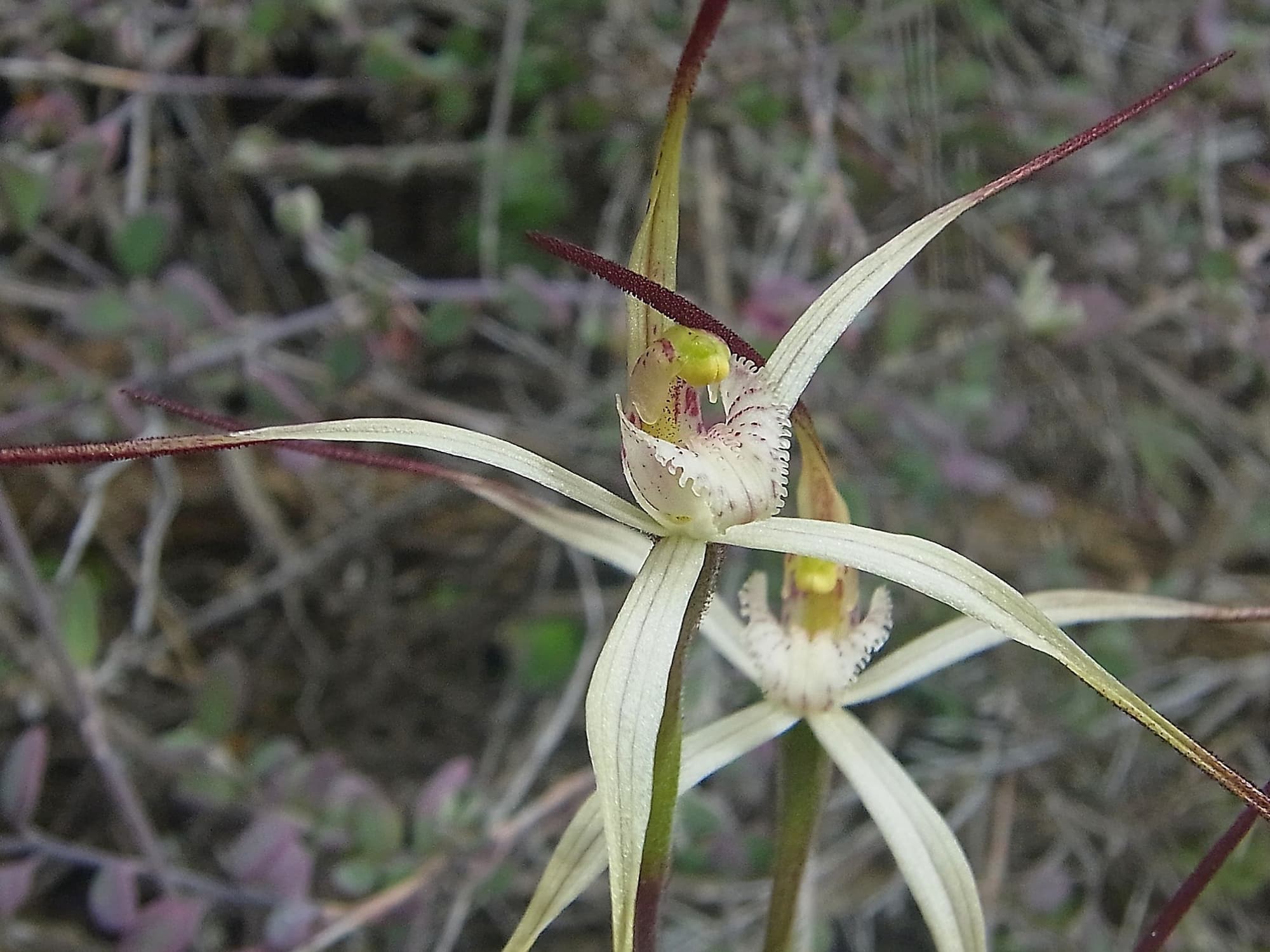 Caladenia melanema (Ballerina Orchid) – Ausemade
