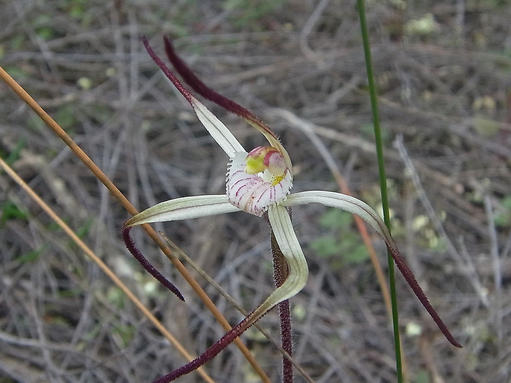 Caladenia melanema (Ballerina Orchid) – Ausemade