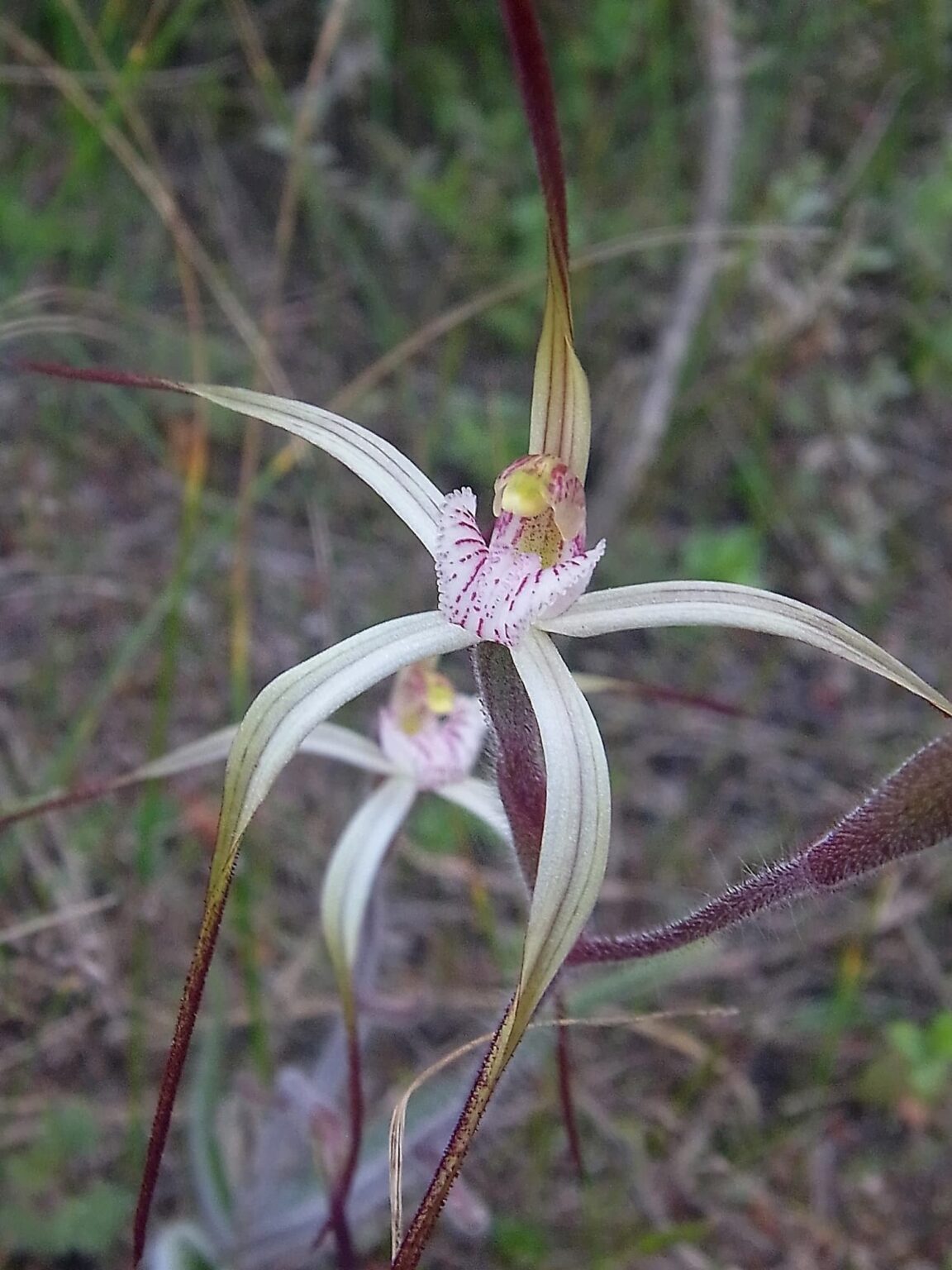 Caladenia melanema (Ballerina Orchid) – Ausemade