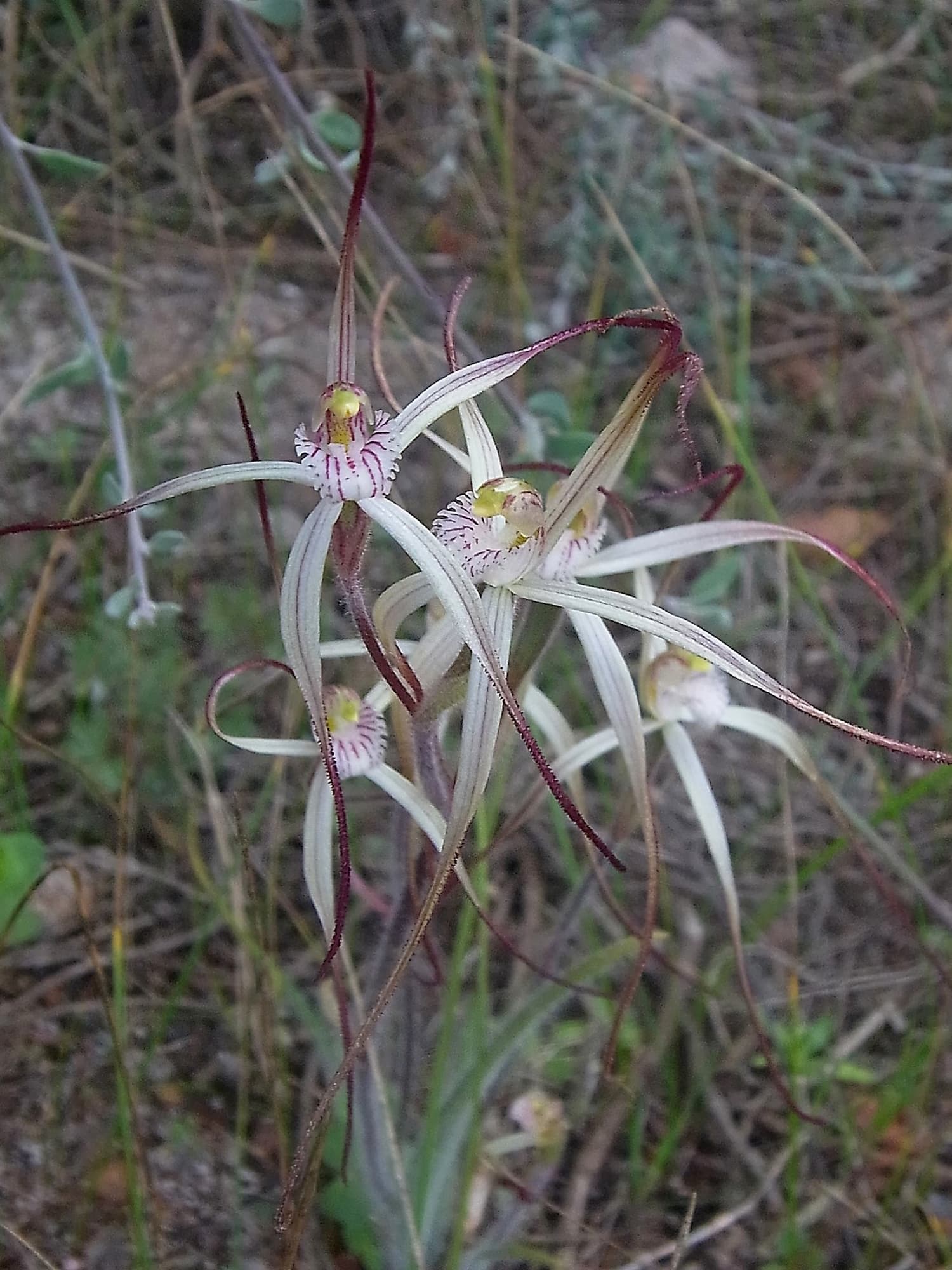 Caladenia melanema (Ballerina Orchid) – Ausemade