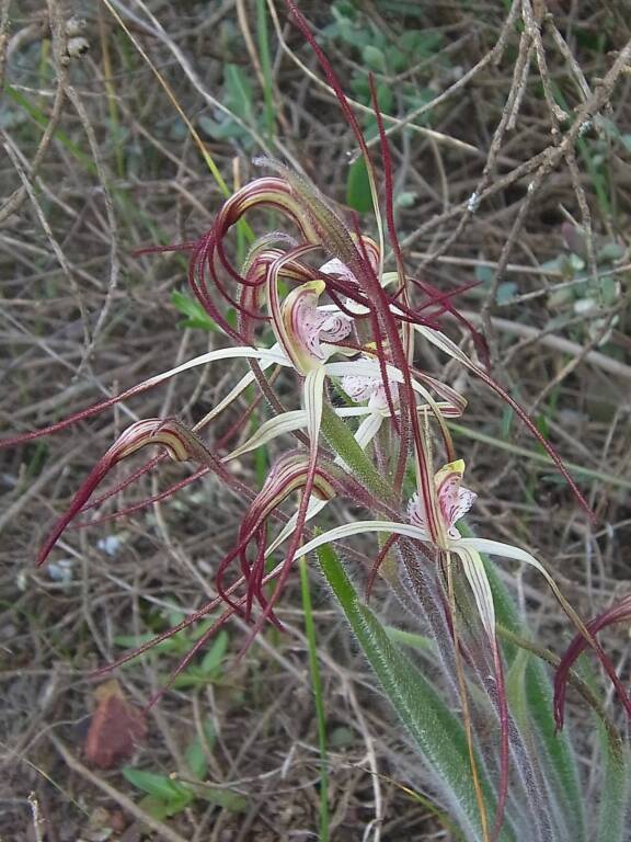 Caladenia melanema (Ballerina Orchid) – Ausemade