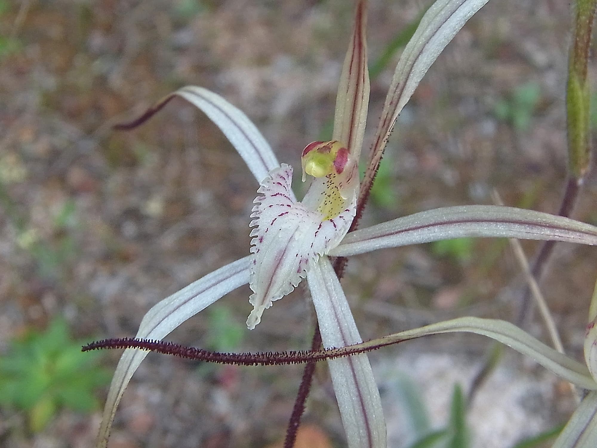 Caladenia melanema (Ballerina Orchid) – Ausemade