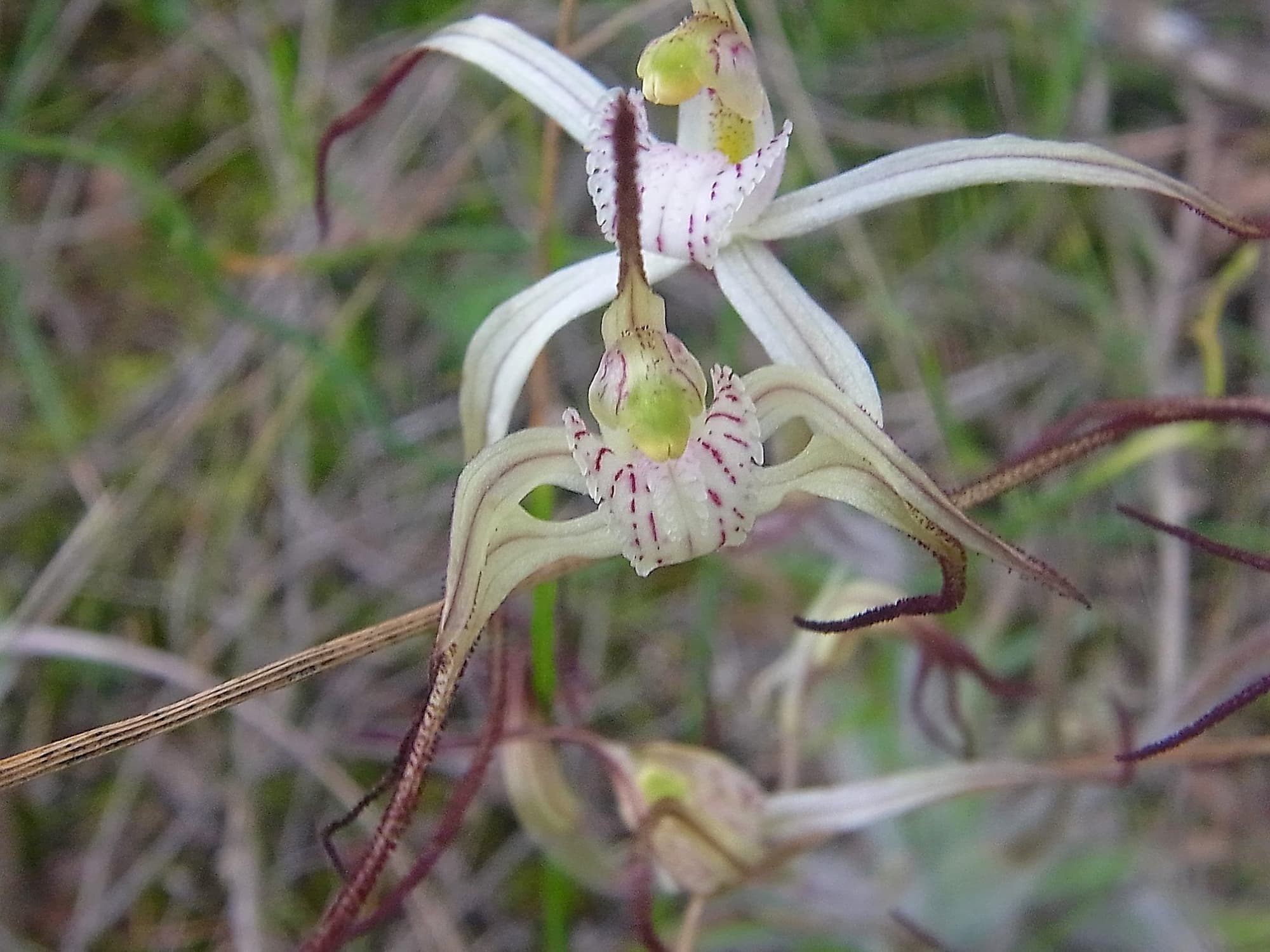 Caladenia melanema (Ballerina Orchid) – Ausemade