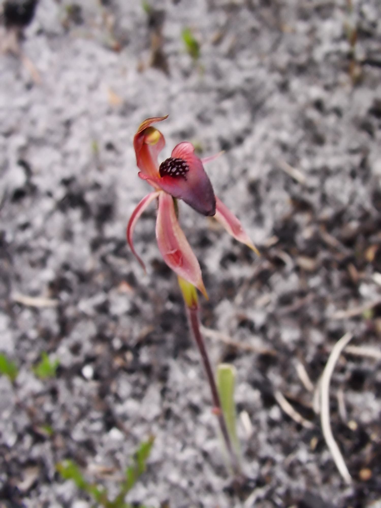 Caladenia tessellata (Thick-lip Spider Orchid) – Ausemade