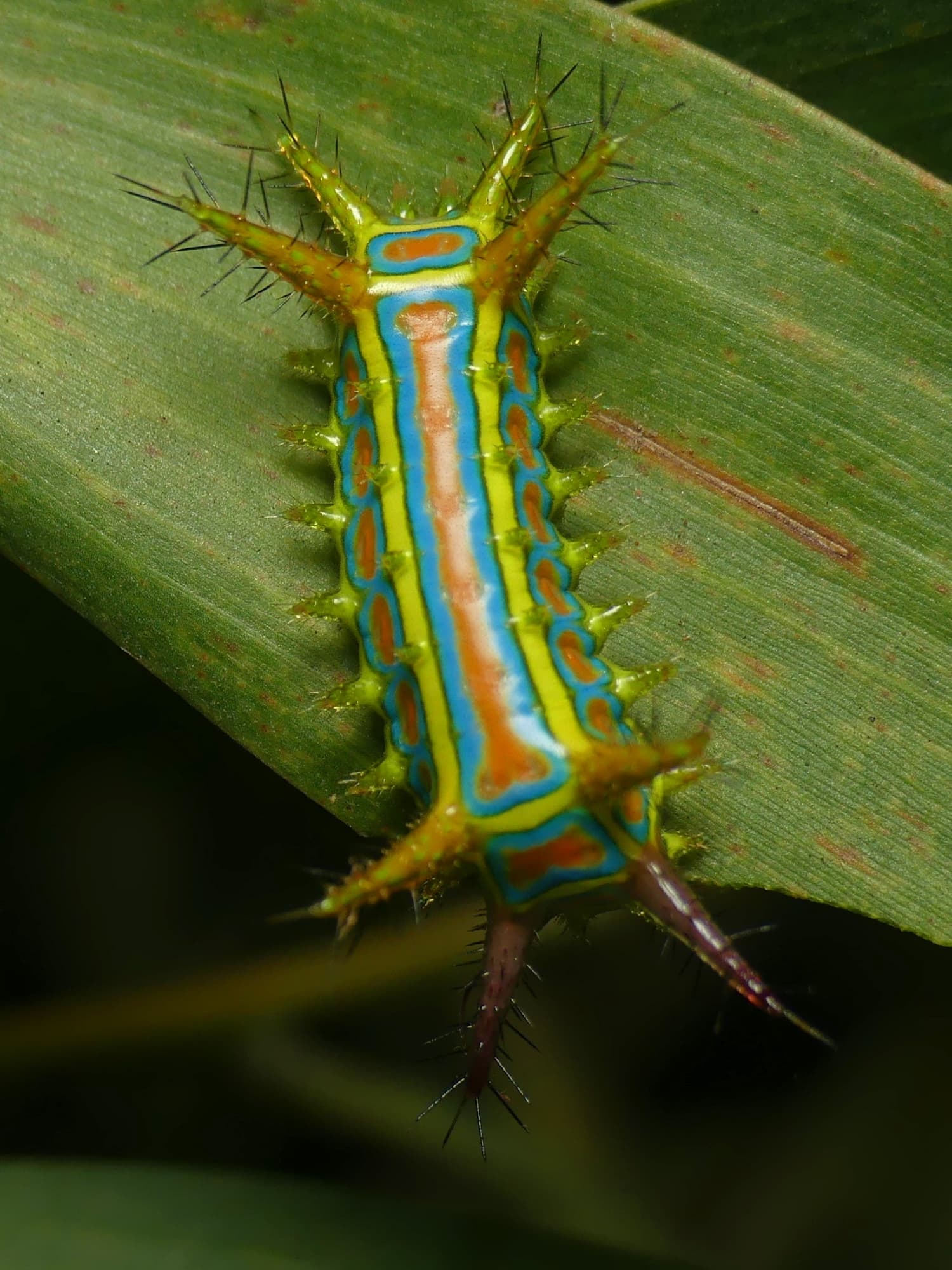 Wattle Cup Caterpillar (Calcarifera ordinata) – Ausemade