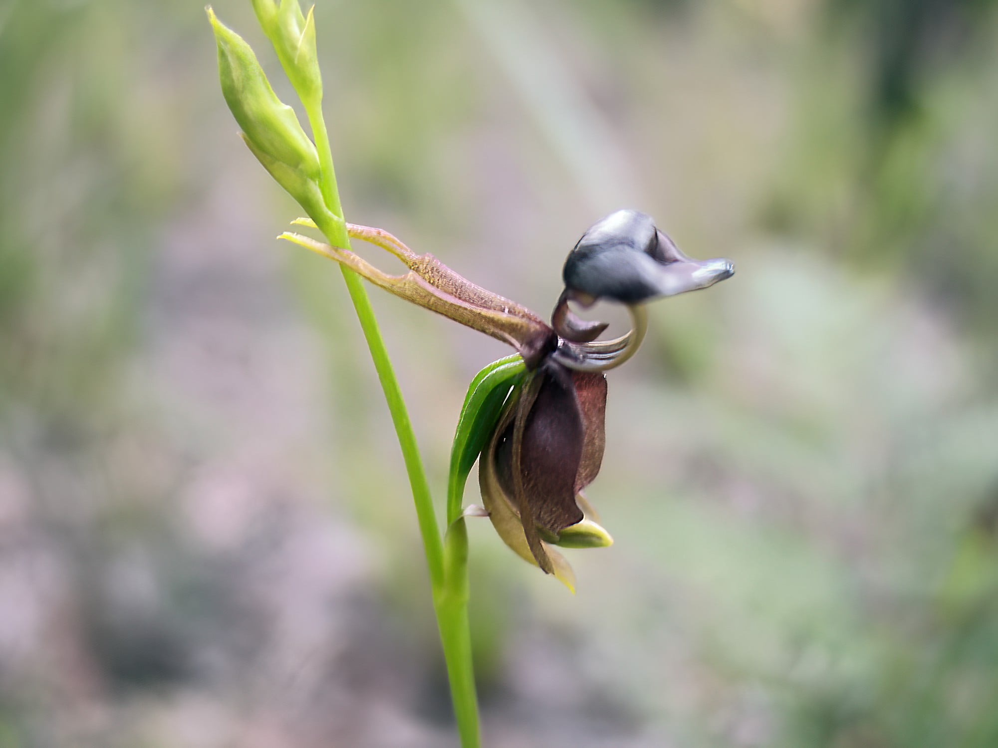 Caleana major (Flying Duck Orchid) – Ausemade
