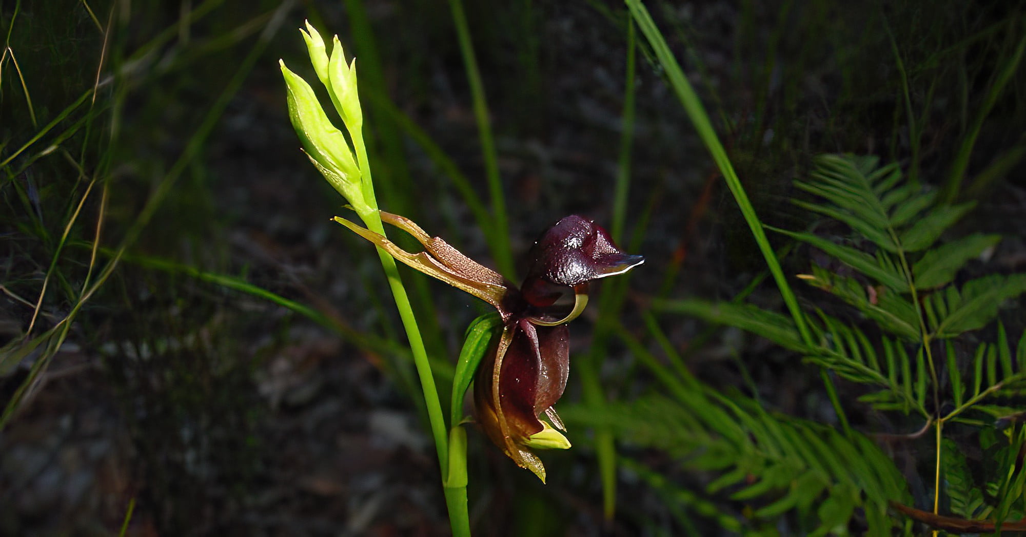 Caleana major (Flying Duck Orchid) – Ausemade