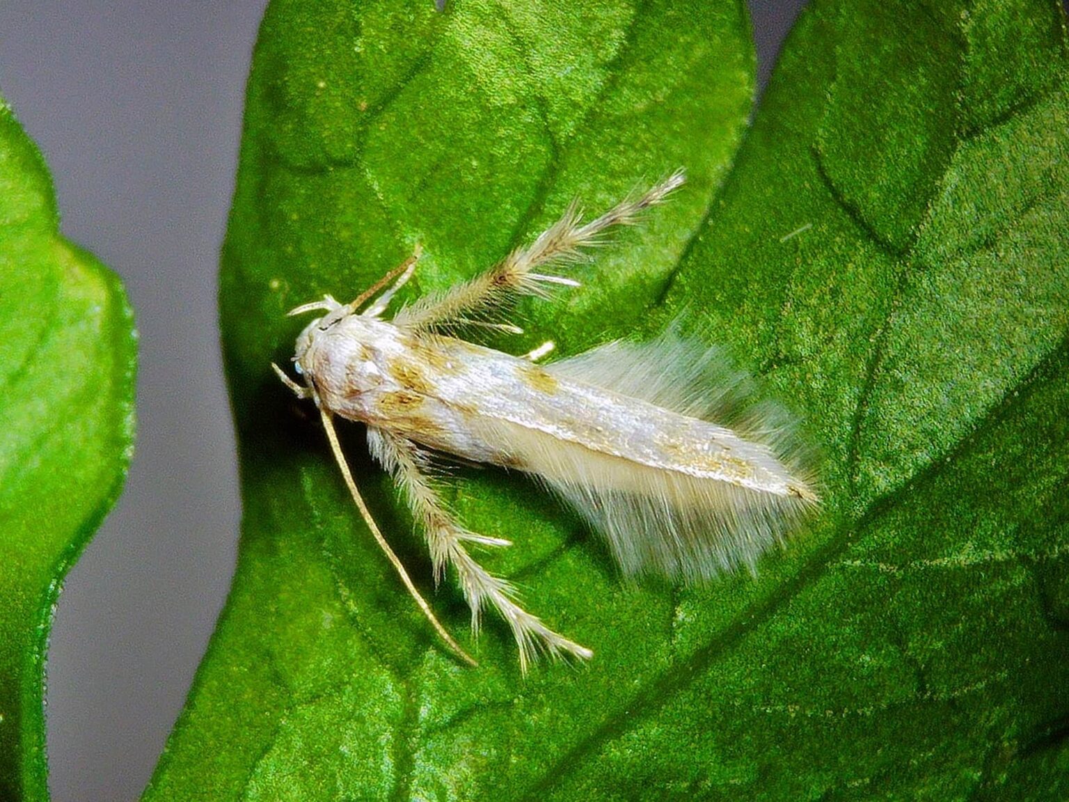 South Australia Insects Index – Ausemade