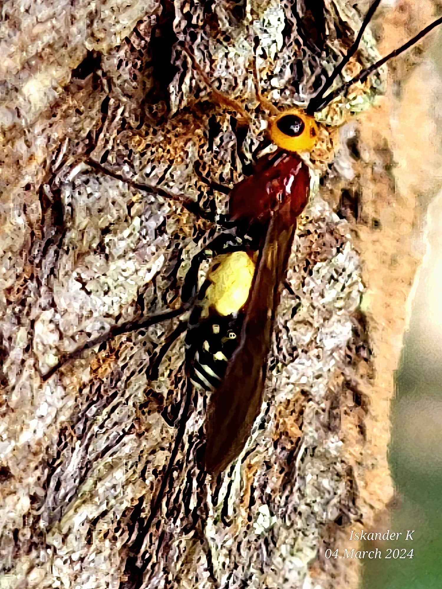 Callibracon sp – Ausemade