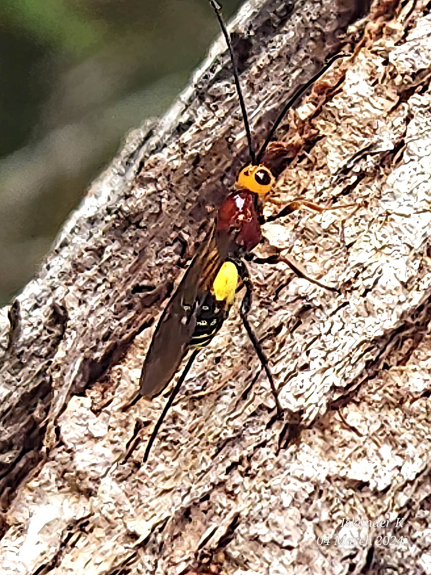 Callibracon sp – Ausemade