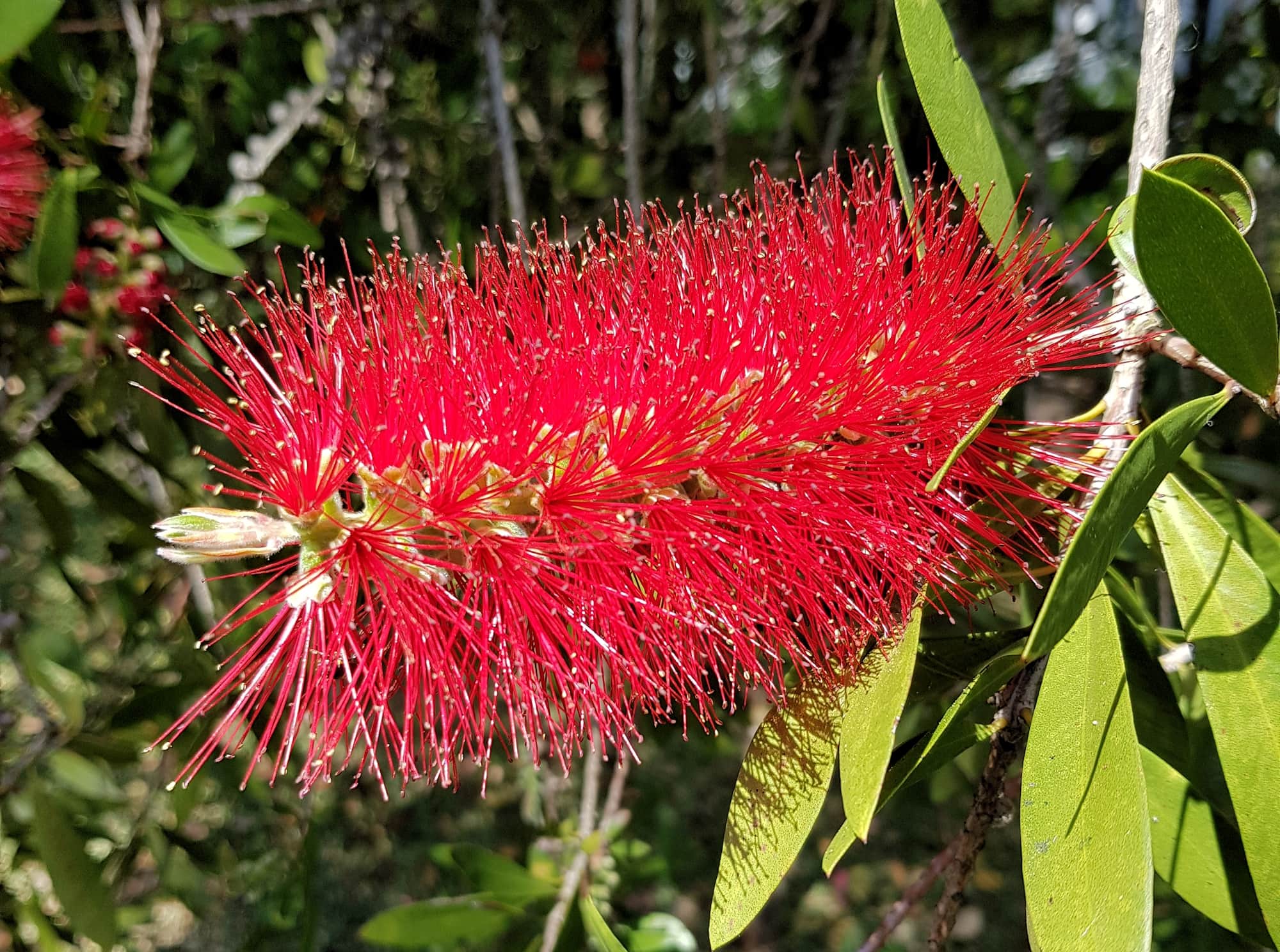 Callistemon citrinus – Ausemade