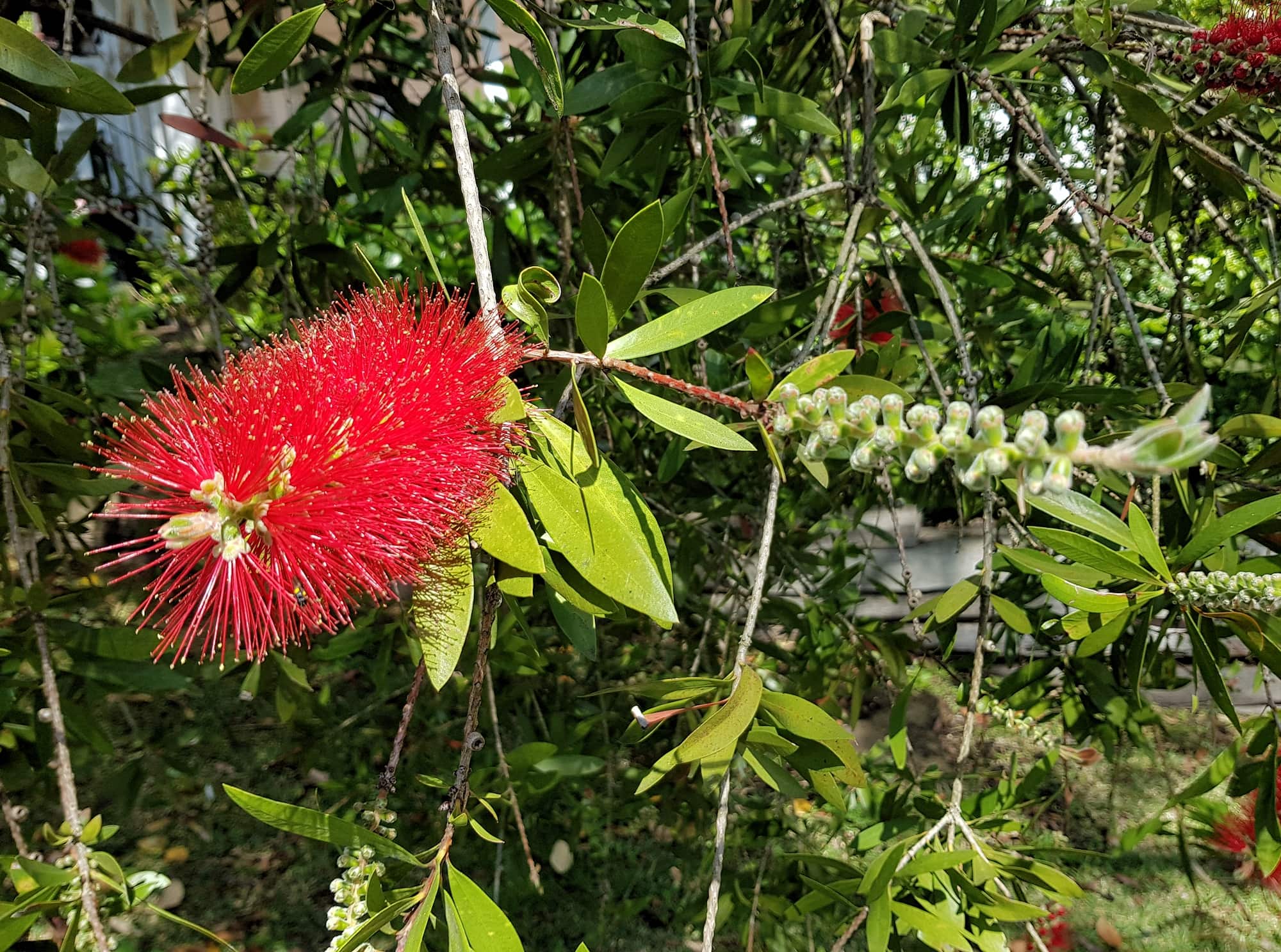 Callistemon citrinus – Ausemade