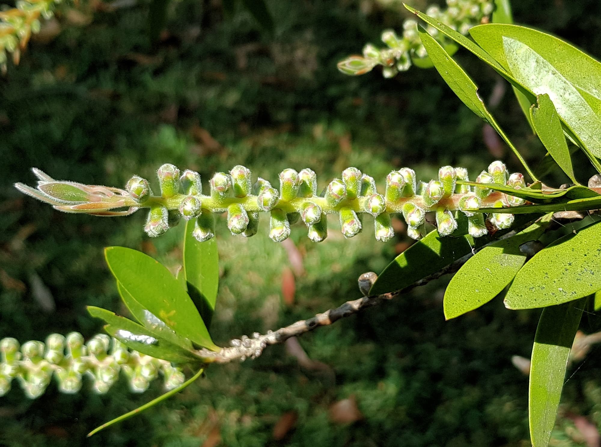 Callistemon citrinus – Ausemade