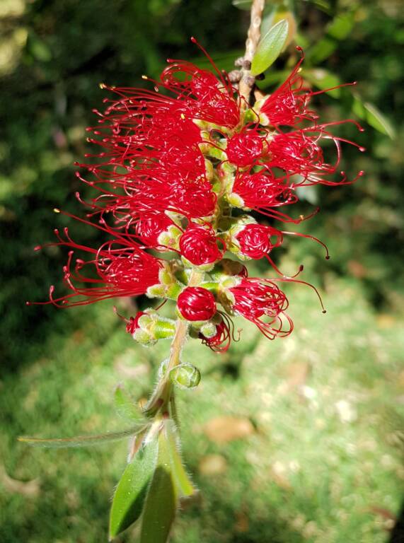Callistemon citrinus – Ausemade