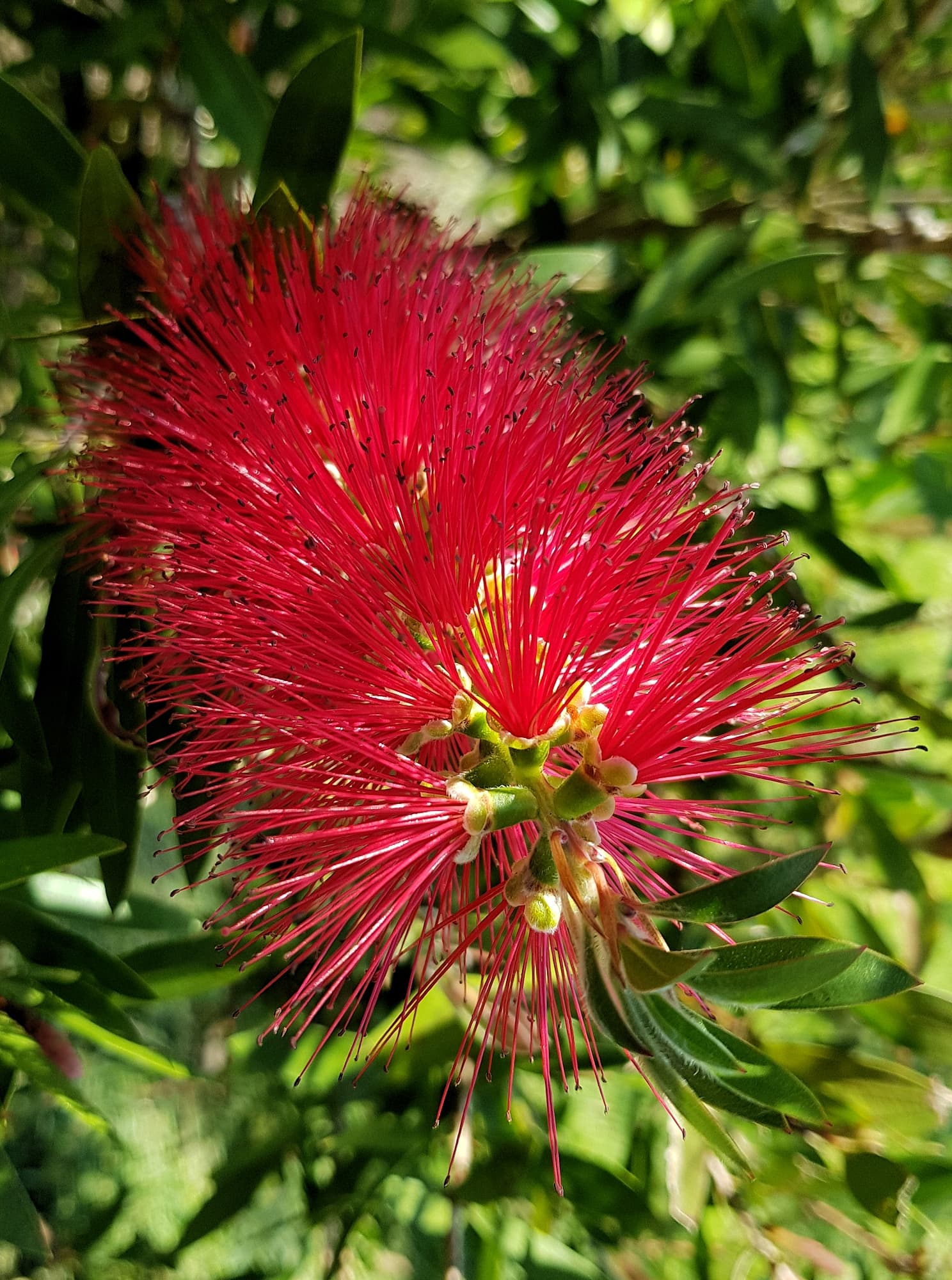 Callistemon citrinus – Ausemade
