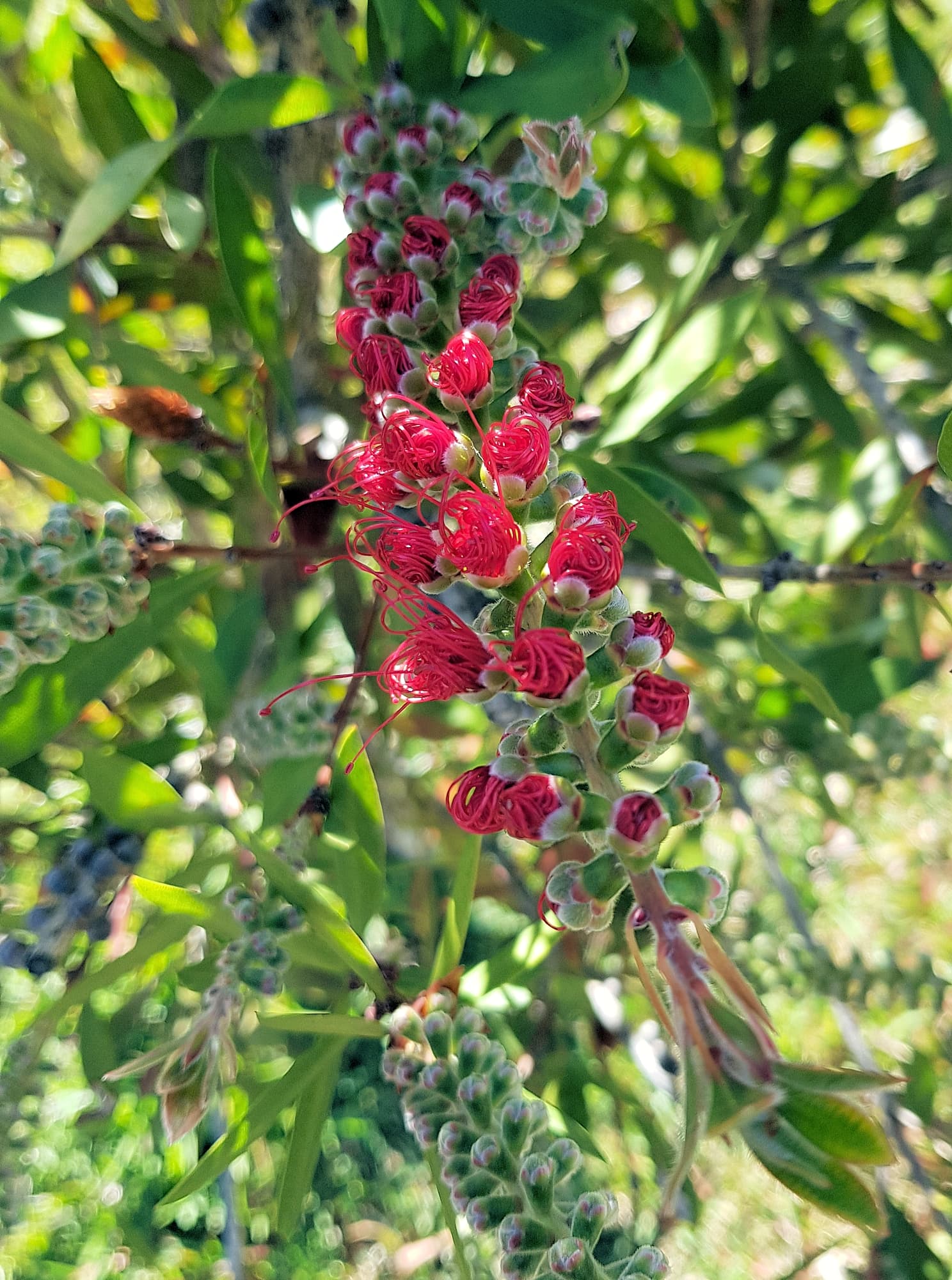 Callistemon citrinus – Ausemade