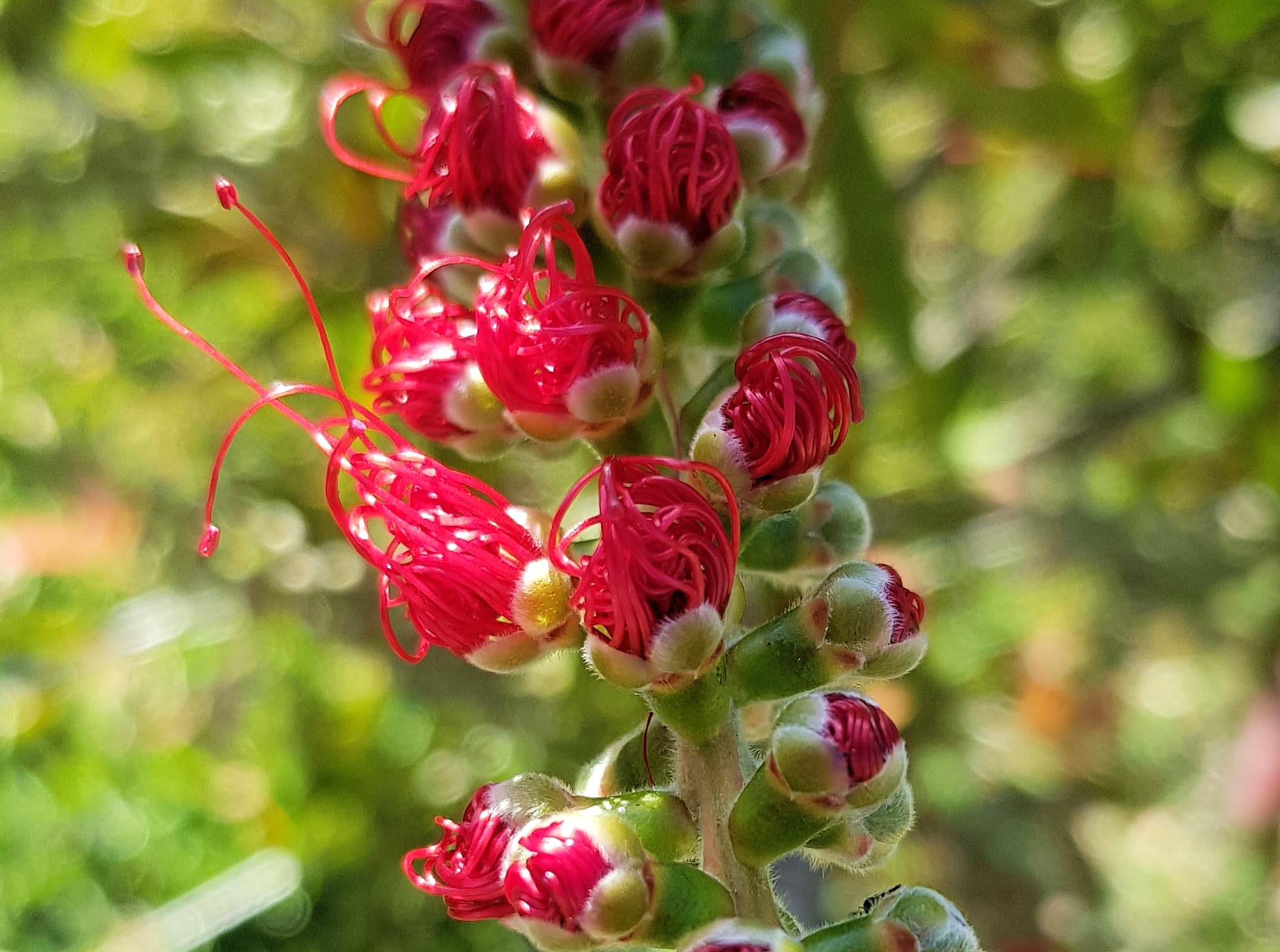 Callistemon citrinus – Ausemade