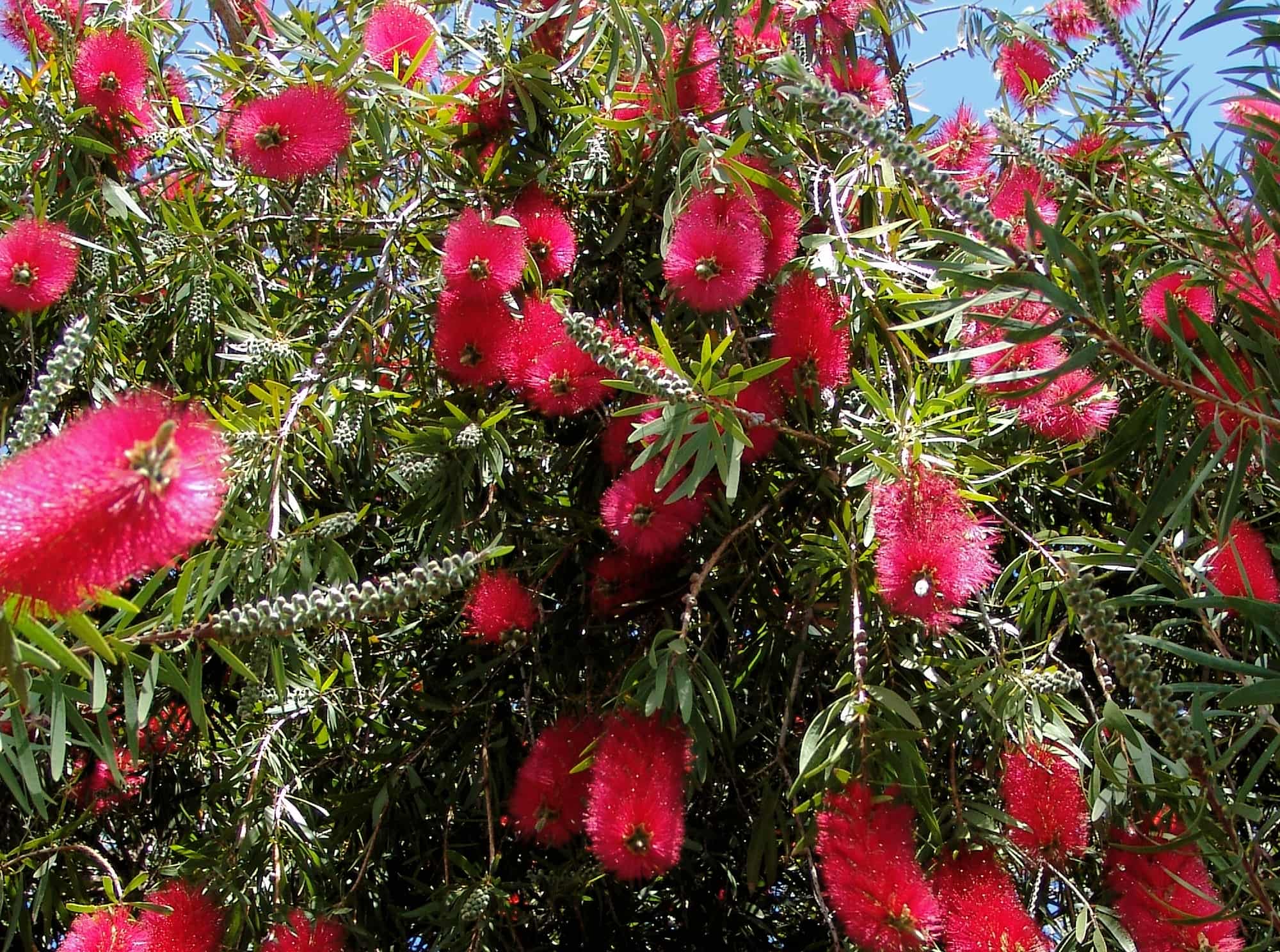 Weeping Bottlebrush – Ausemade