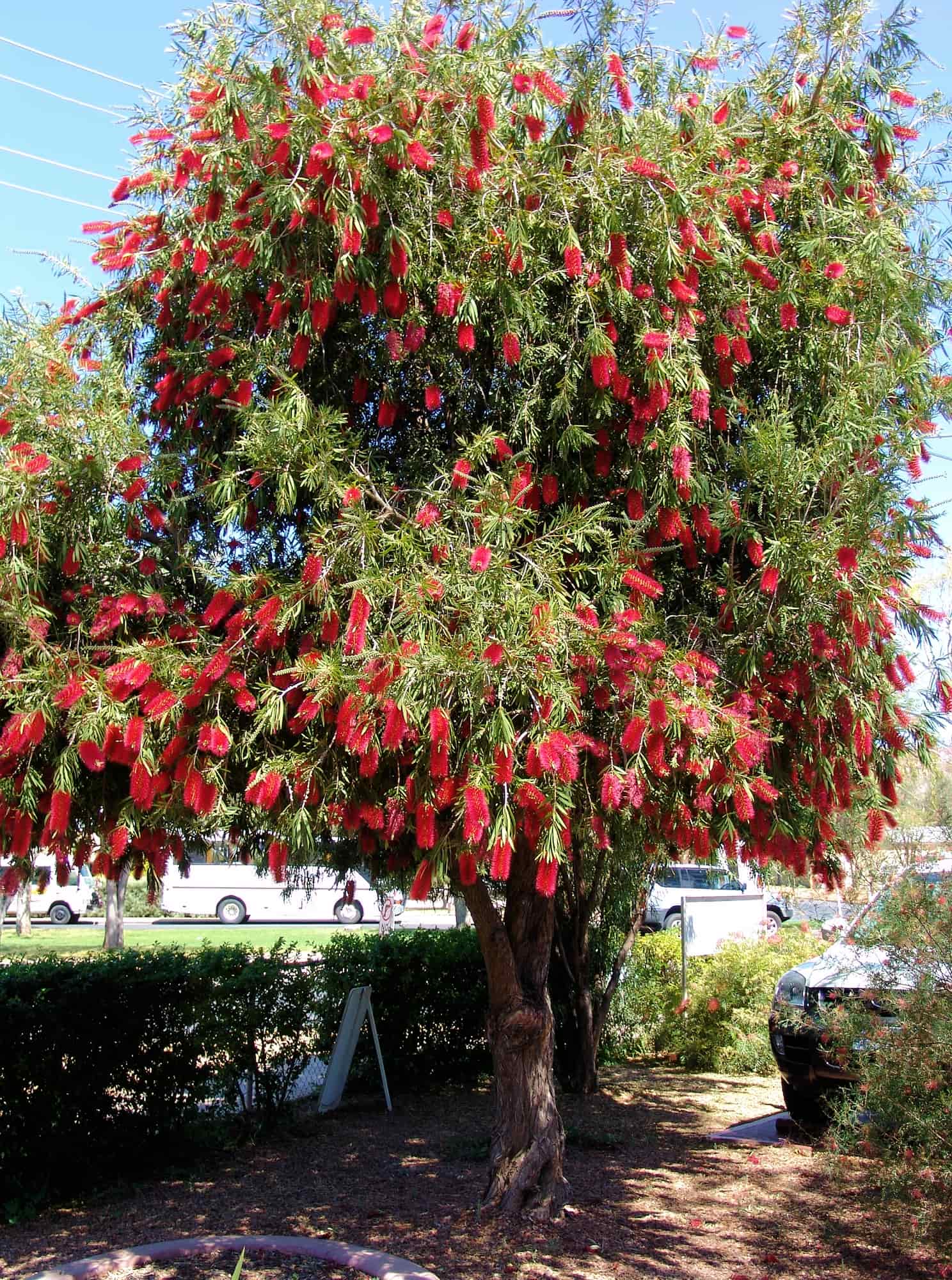 Weeping Bottlebrush – Ausemade