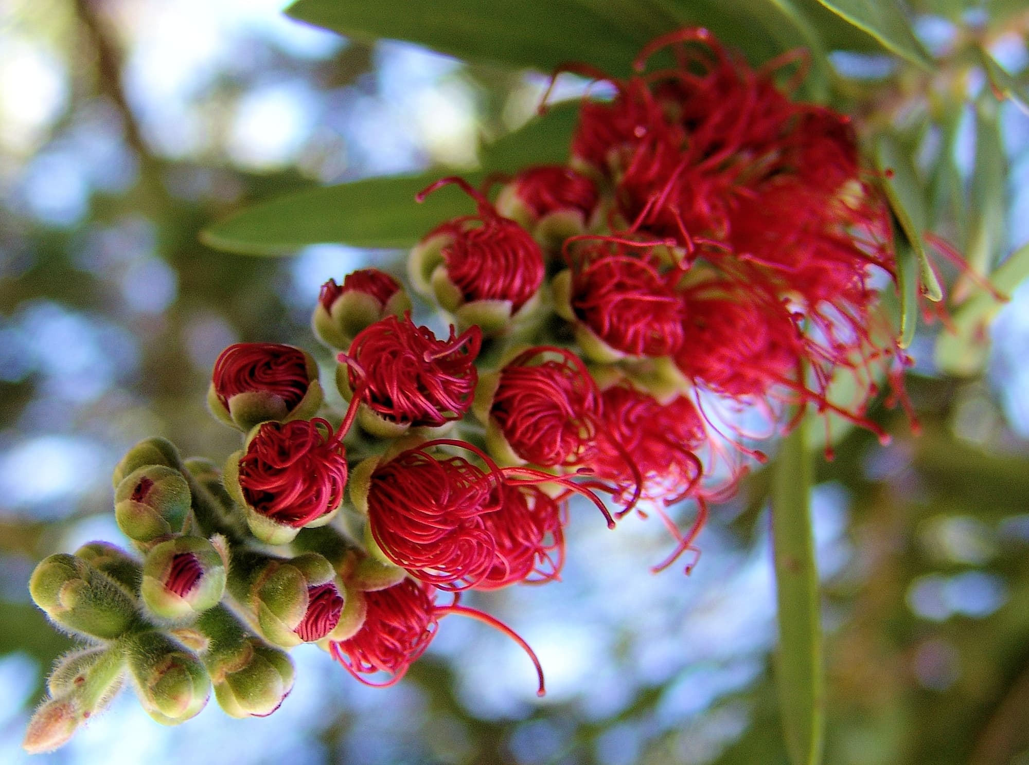 Alice Springs Flora – Ausemade