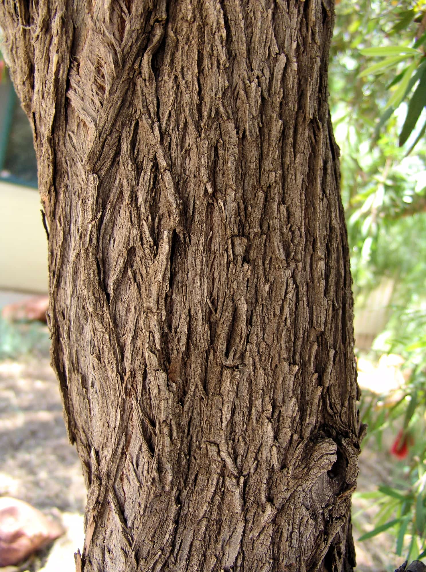 Weeping Bottlebrush – Ausemade