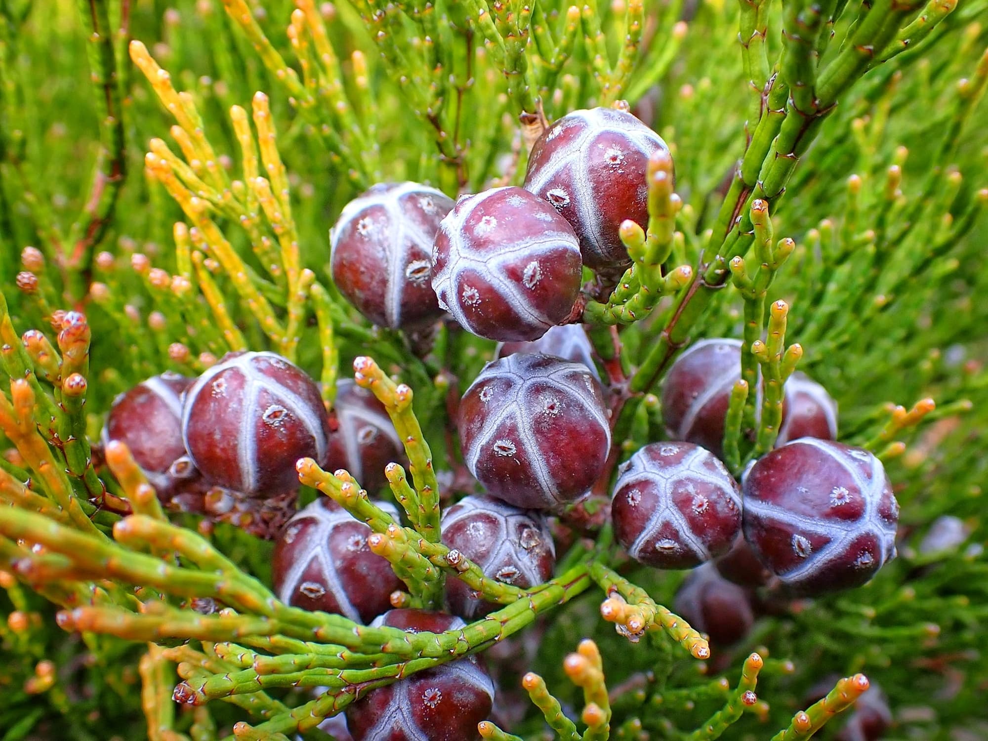 Callitris drummondii (Drummond’s Cypress Pine) – Ausemade