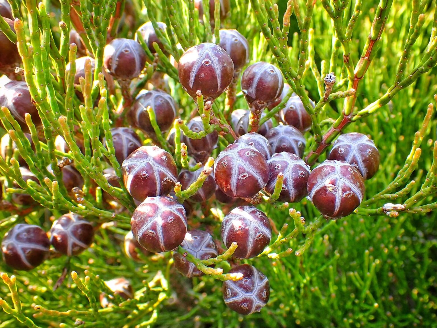 Western Australia Flora – Ausemade