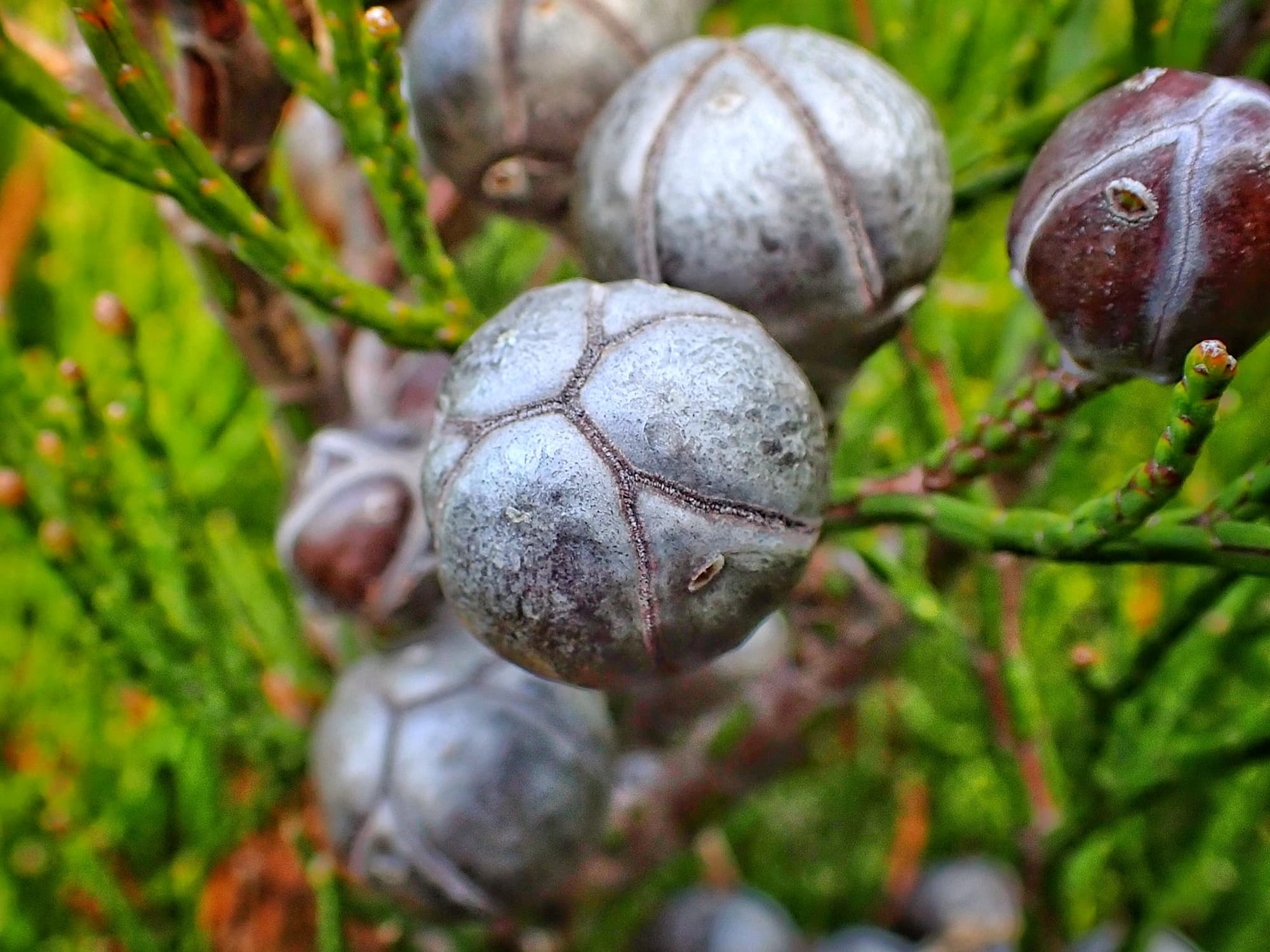 Callitris drummondii (Drummond’s Cypress Pine) – Ausemade