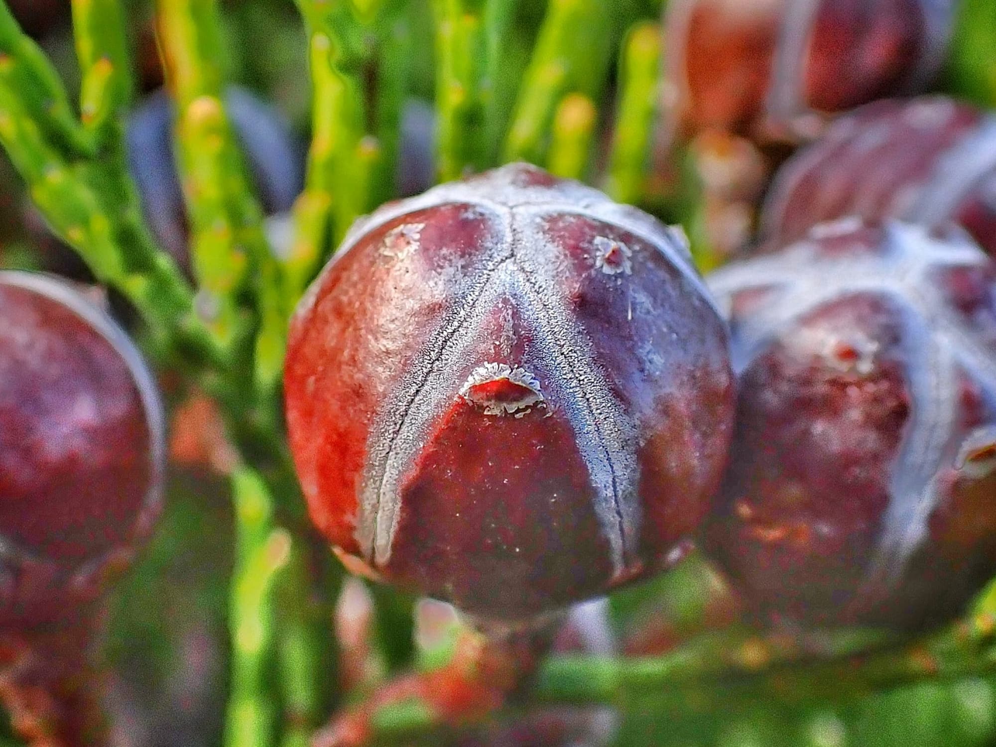 Callitris drummondii (Drummond’s Cypress Pine) – Ausemade