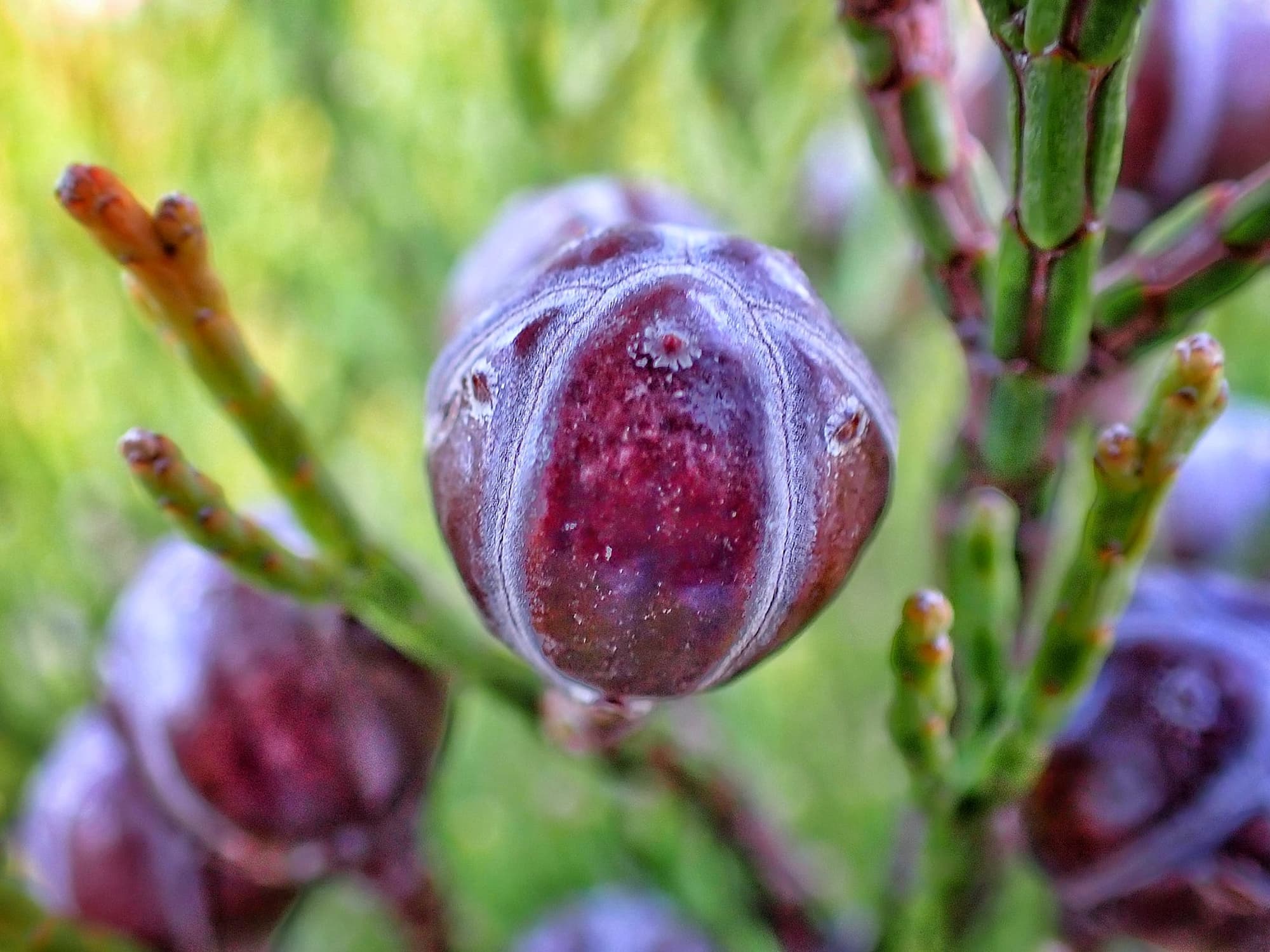 Callitris drummondii (Drummond’s Cypress Pine) – Ausemade