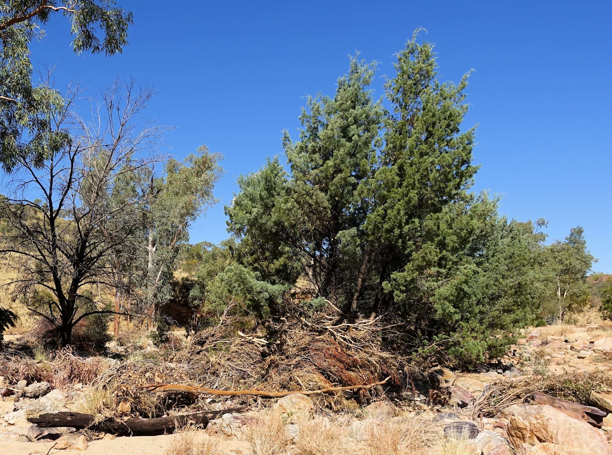 White Cypress Pine – Ausemade