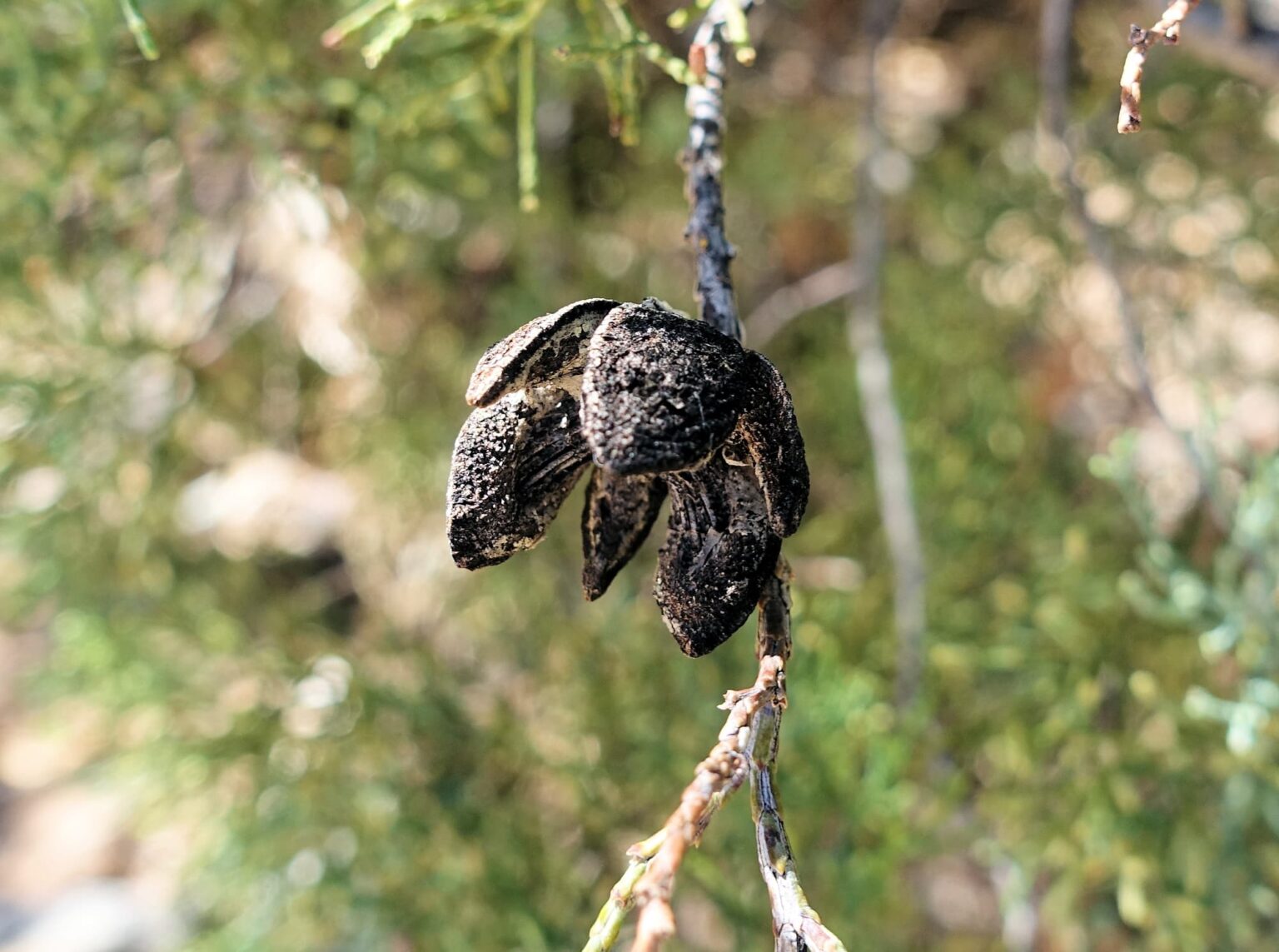 White Cypress Pine – Ausemade