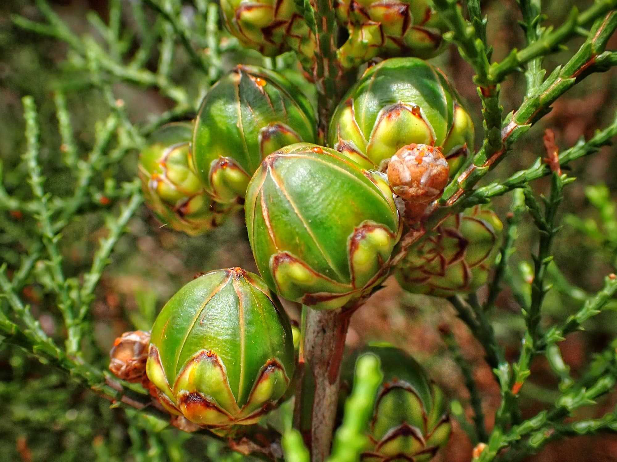Callitris pyramidalis (Swamp Cypress) – Ausemade
