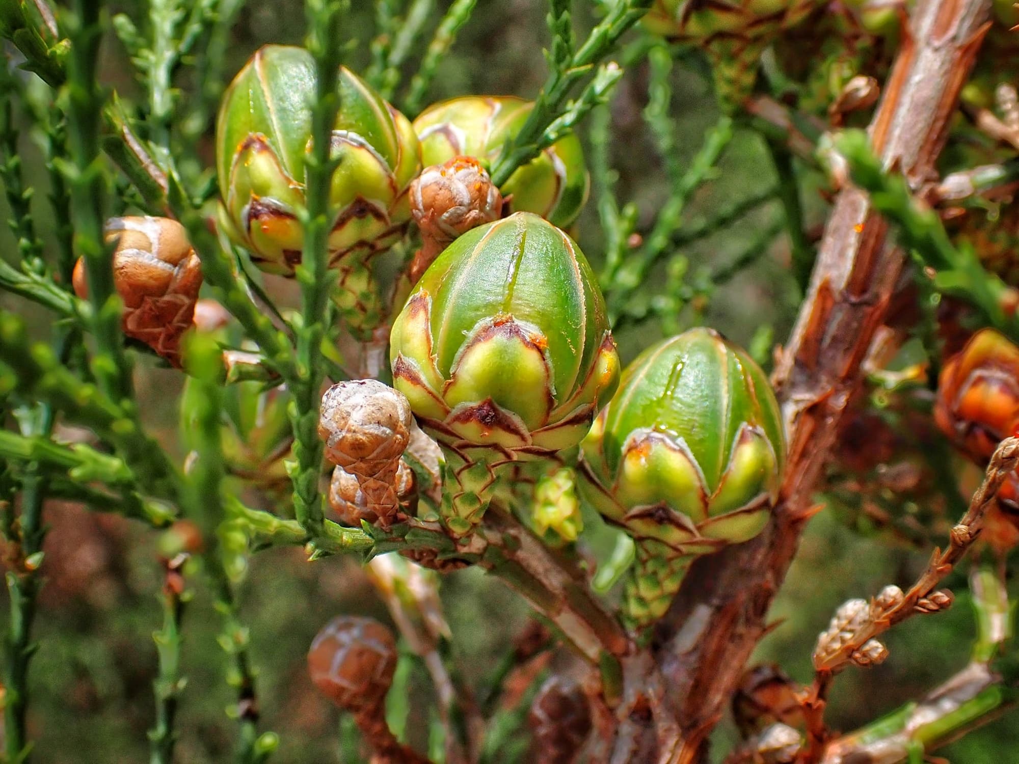 Callitris pyramidalis (Swamp Cypress) – Ausemade