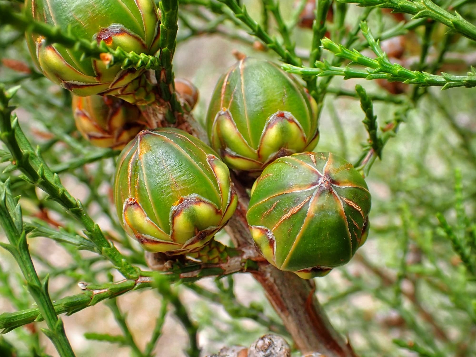 Callitris pyramidalis (Swamp Cypress) – Ausemade
