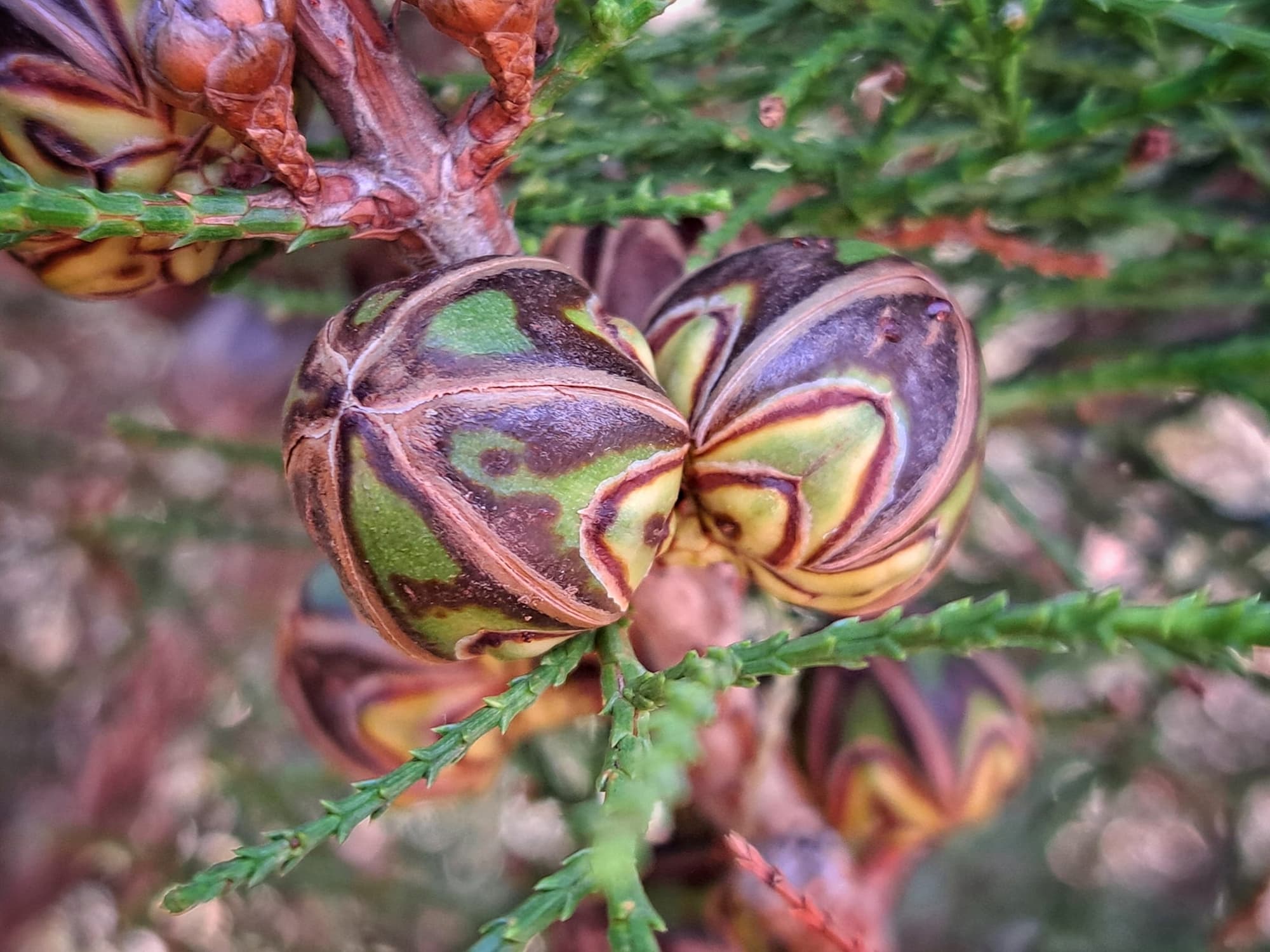 Callitris pyramidalis (Swamp Cypress) – Ausemade